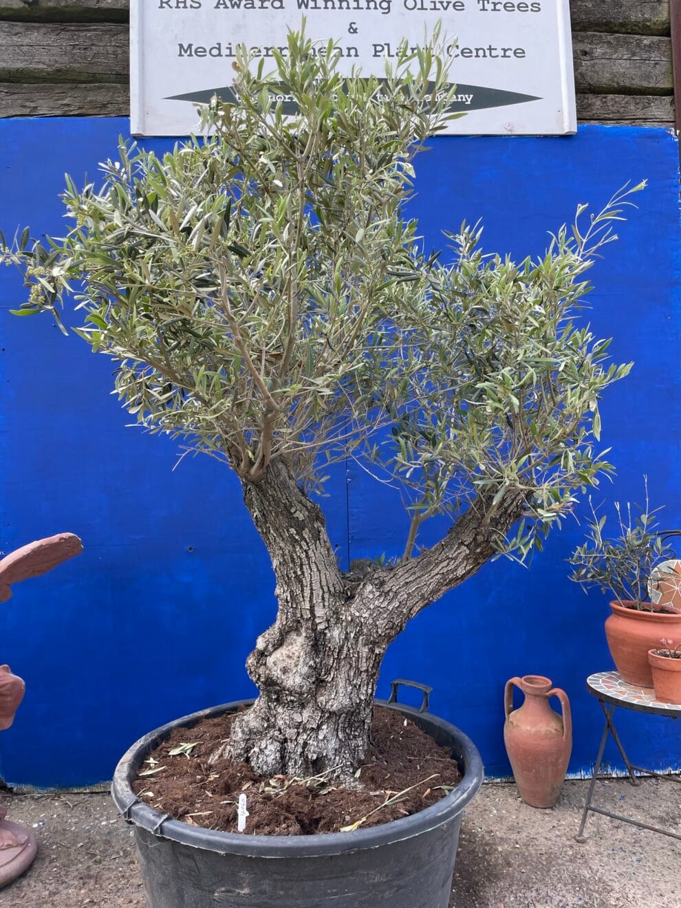 Olive tree with charm - The Norfolk Olive Tree Company