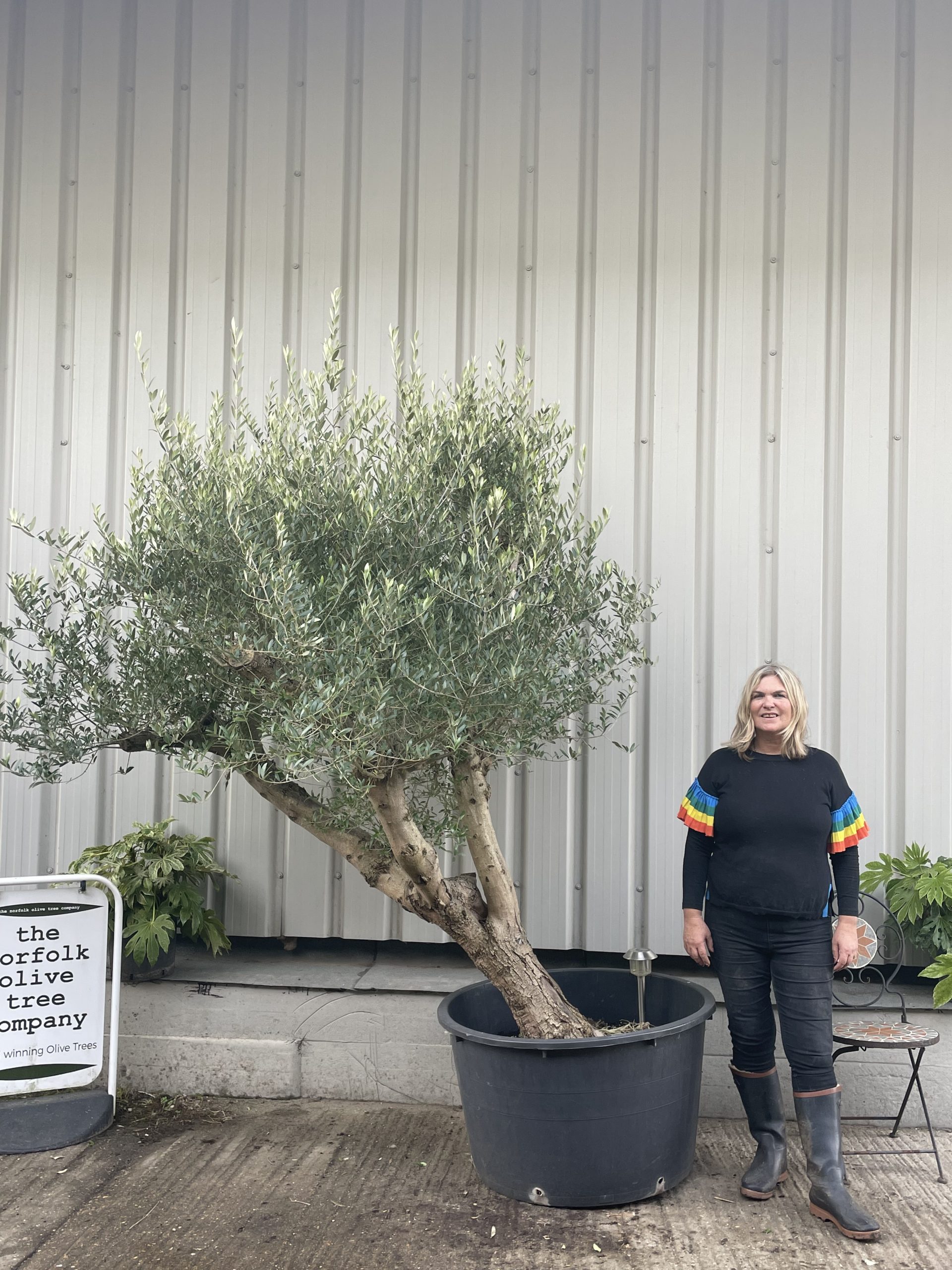 Romantic open crown olive tree - The Norfolk Olive Tree Company