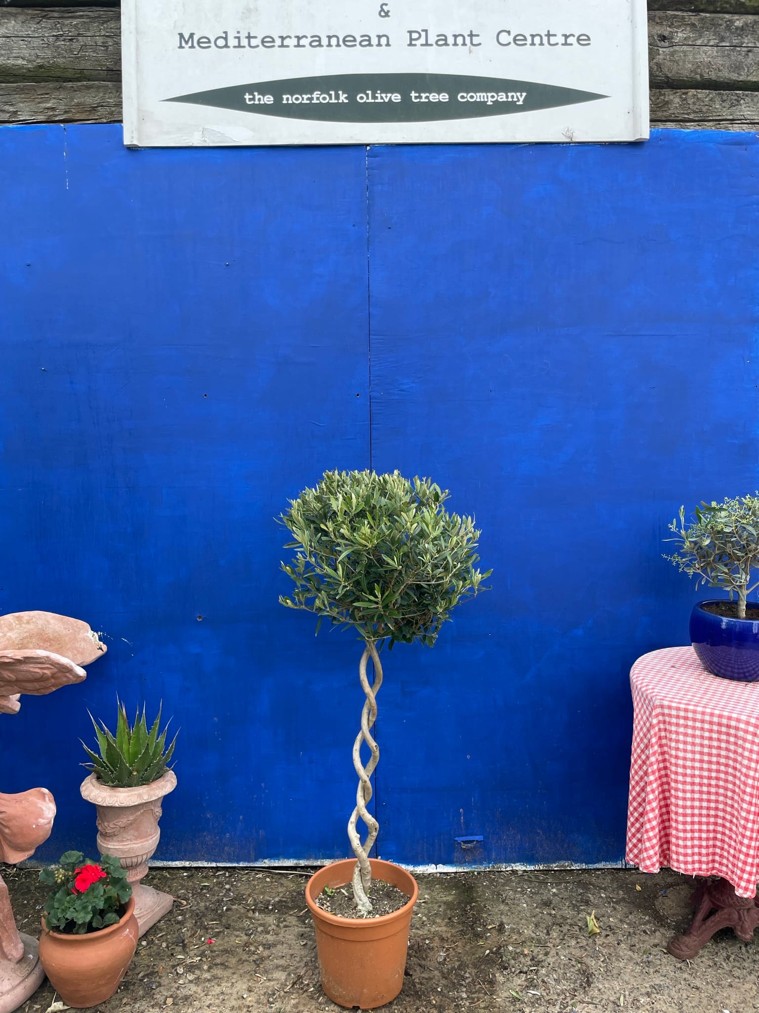Braided double twisted olive tree for sale.