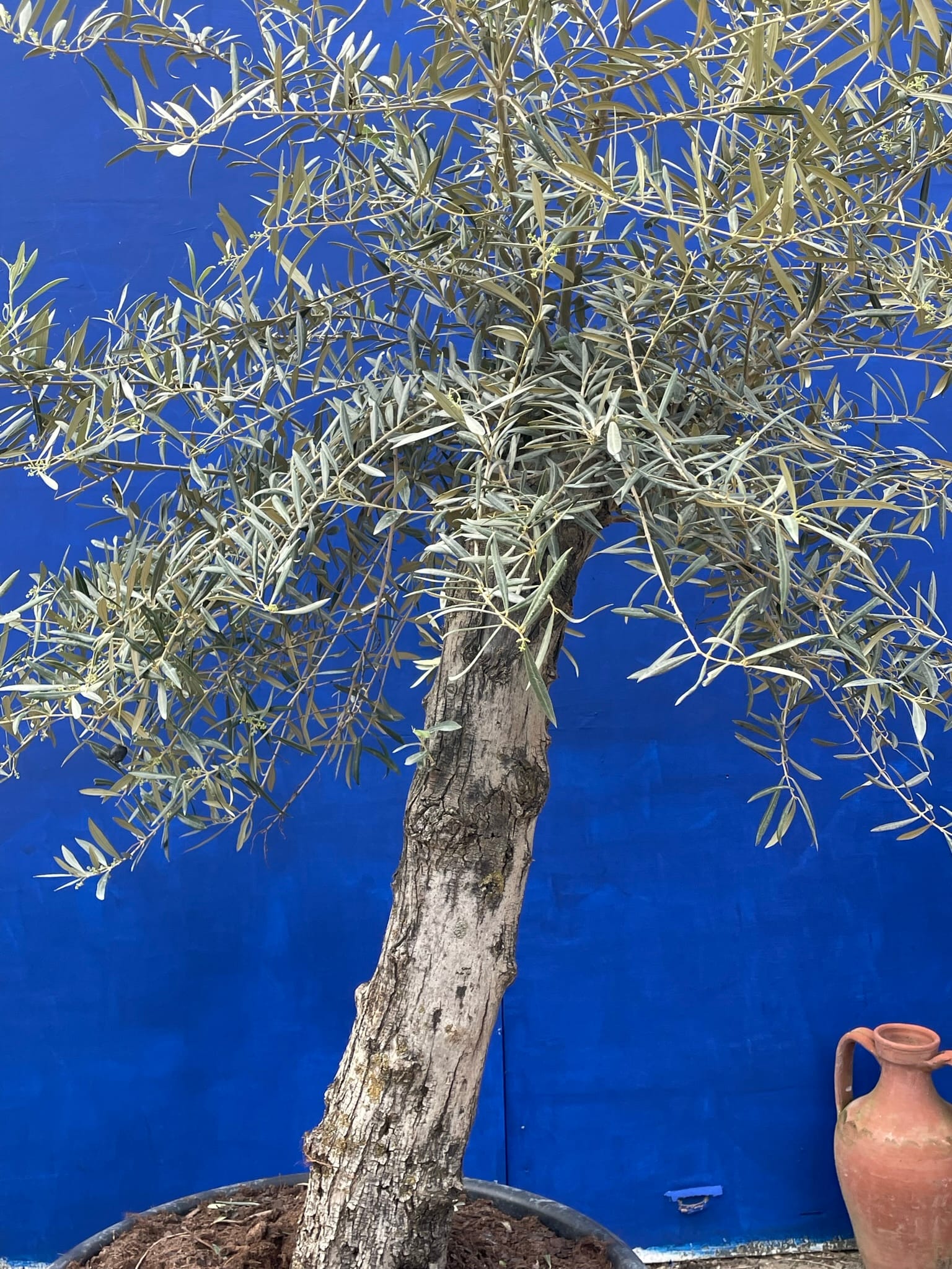 Mature screening Olive tree 4055 - The Norfolk Olive Tree Company