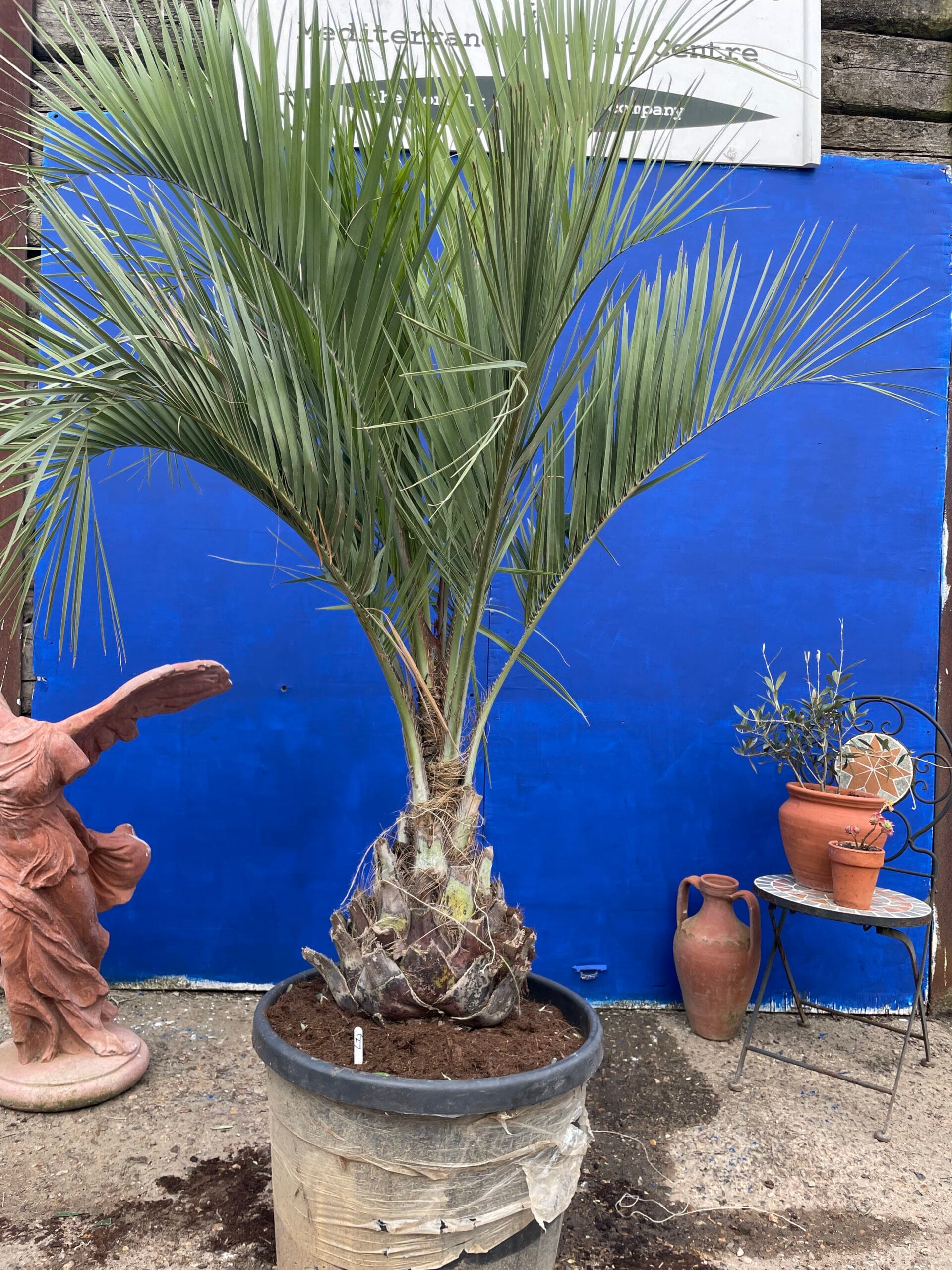 Butia Capitata for sale. - The Norfolk Olive Tree Company