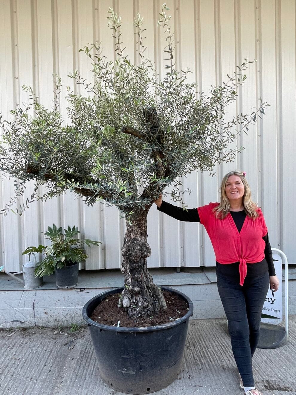 Tuscan pruned Olive tree - The Norfolk Olive Tree Company