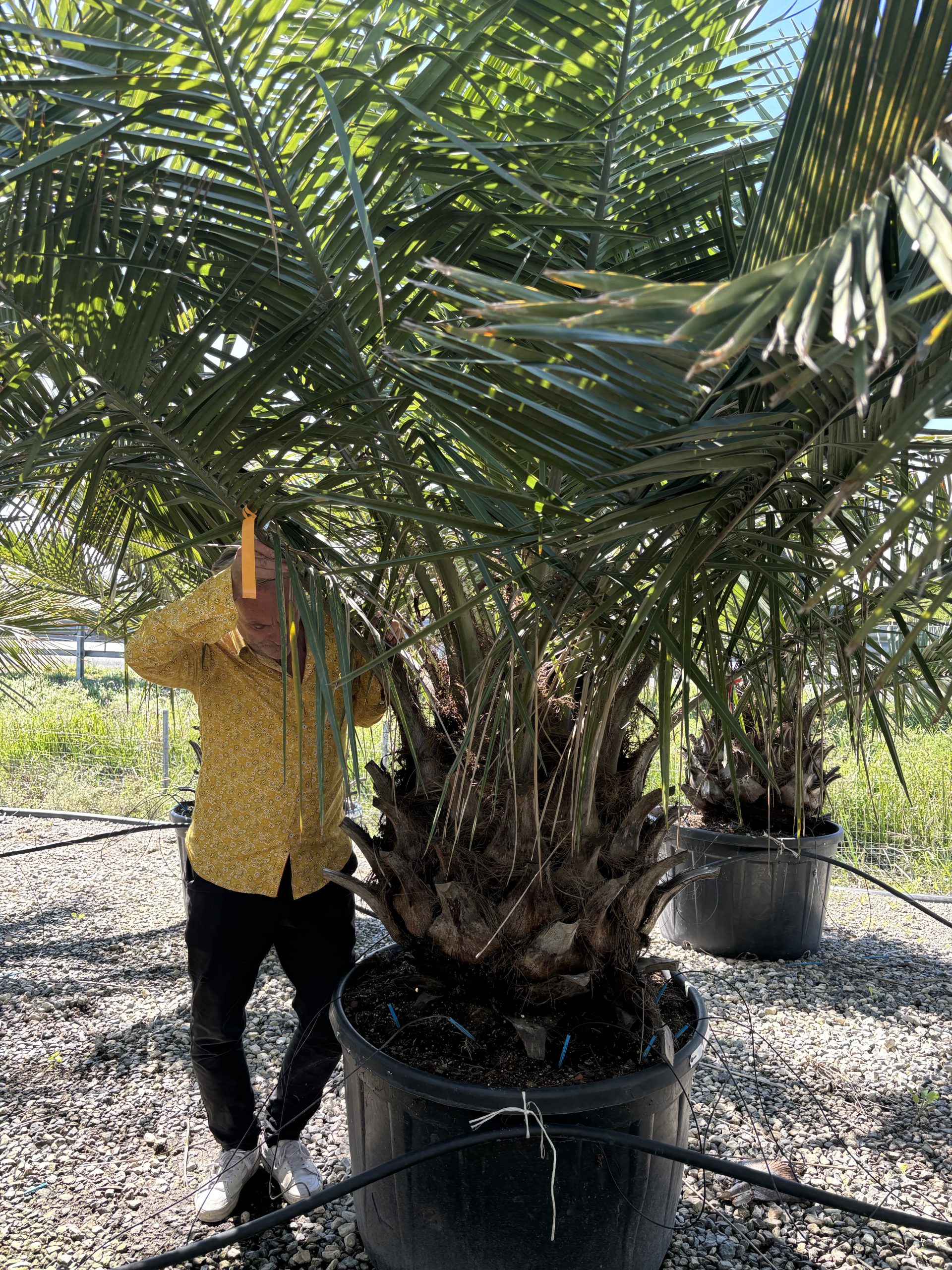 Chilean wine palm - preorder October 2024. - The Norfolk Olive Tree Company