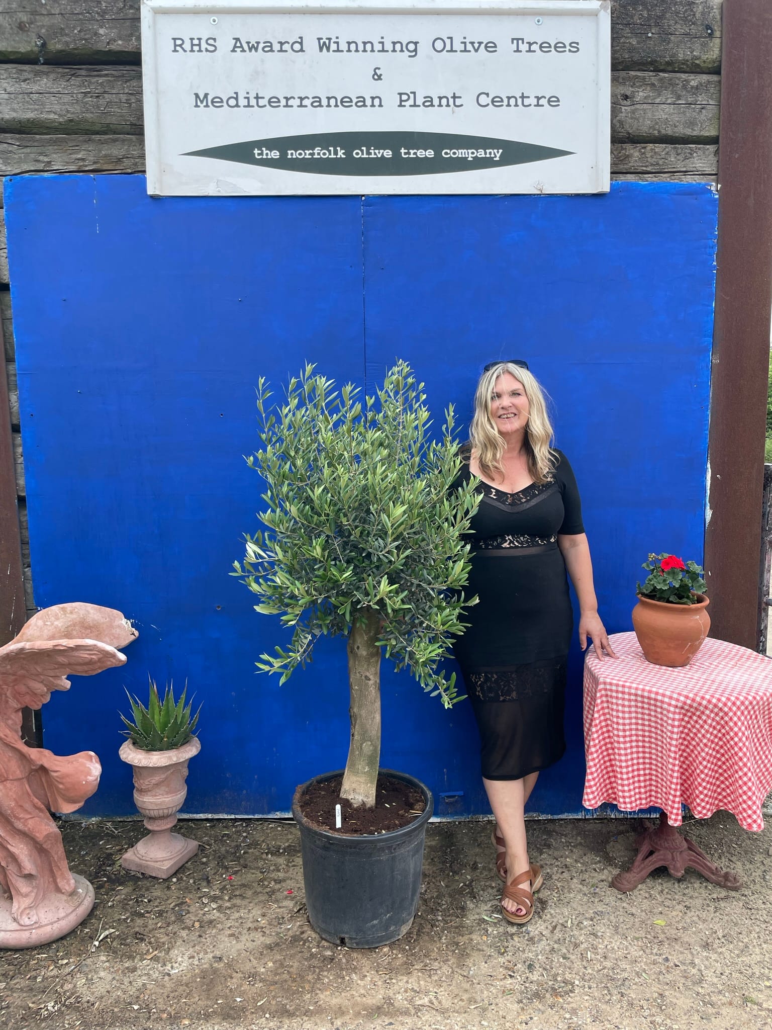 Patio Olive tree - free delivery - The Norfolk Olive Tree Company