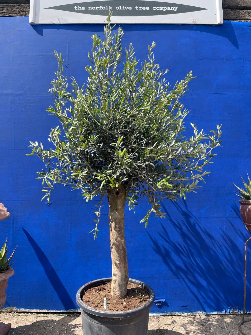 When Do Olive Trees Flower? Blog. - The Norfolk Olive Tree Company