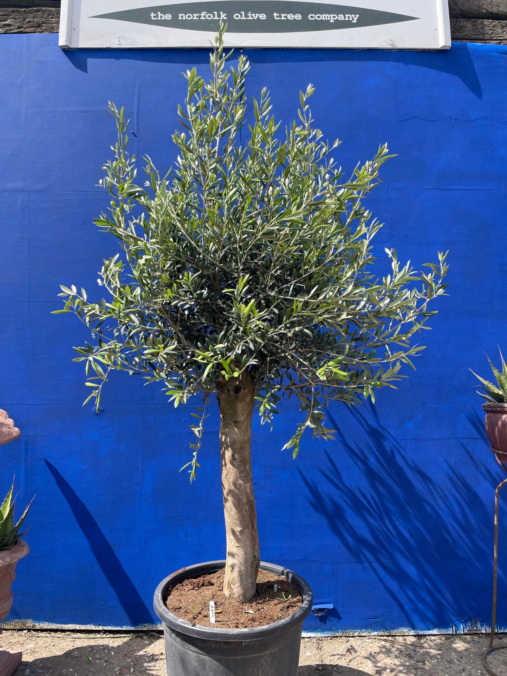 Patio Olive tree - free delivery - The Norfolk Olive Tree Company