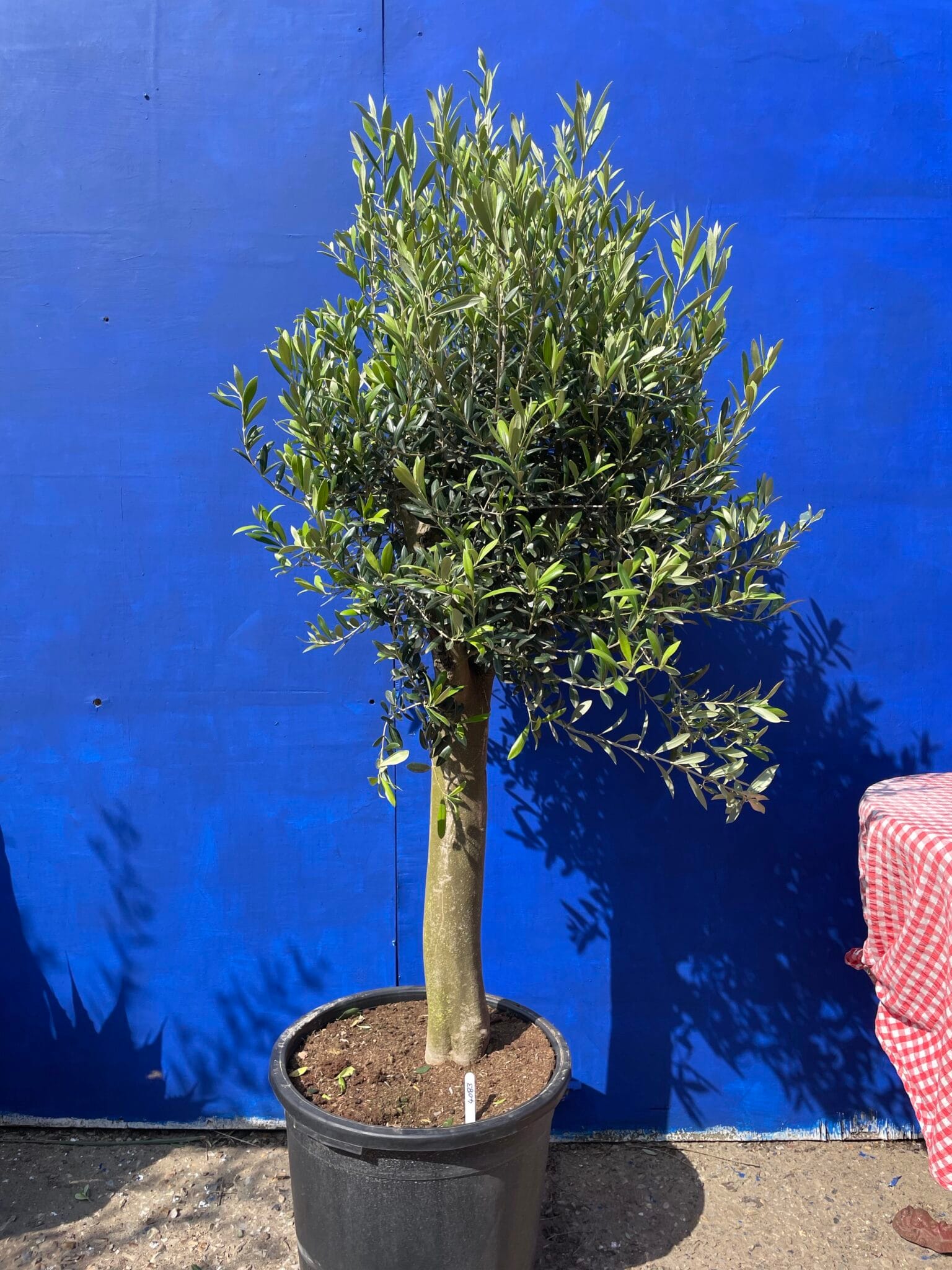 Courtyard Olive tree