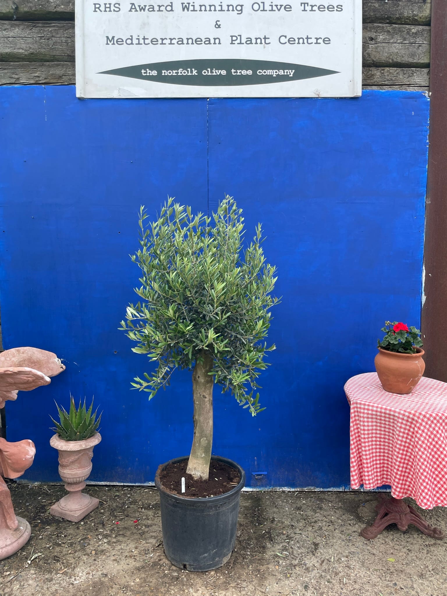 Patio Olive tree - free delivery - The Norfolk Olive Tree Company