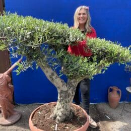 Cloud olive trees - The Norfolk Olive Tree Company