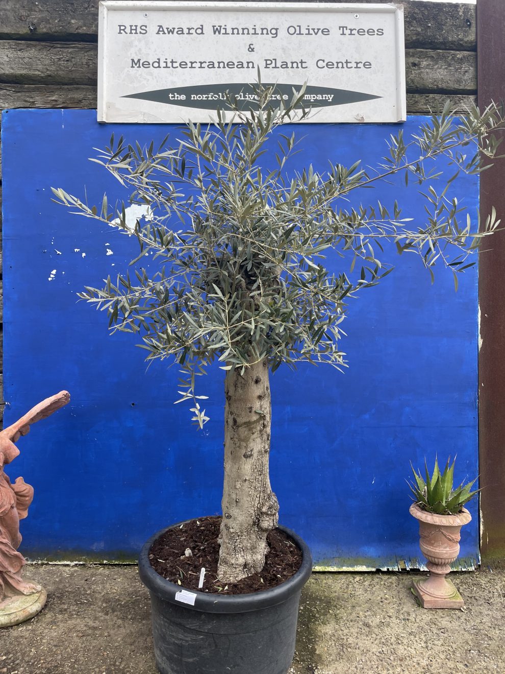 Gordal Olive tree - The Norfolk Olive Tree Company