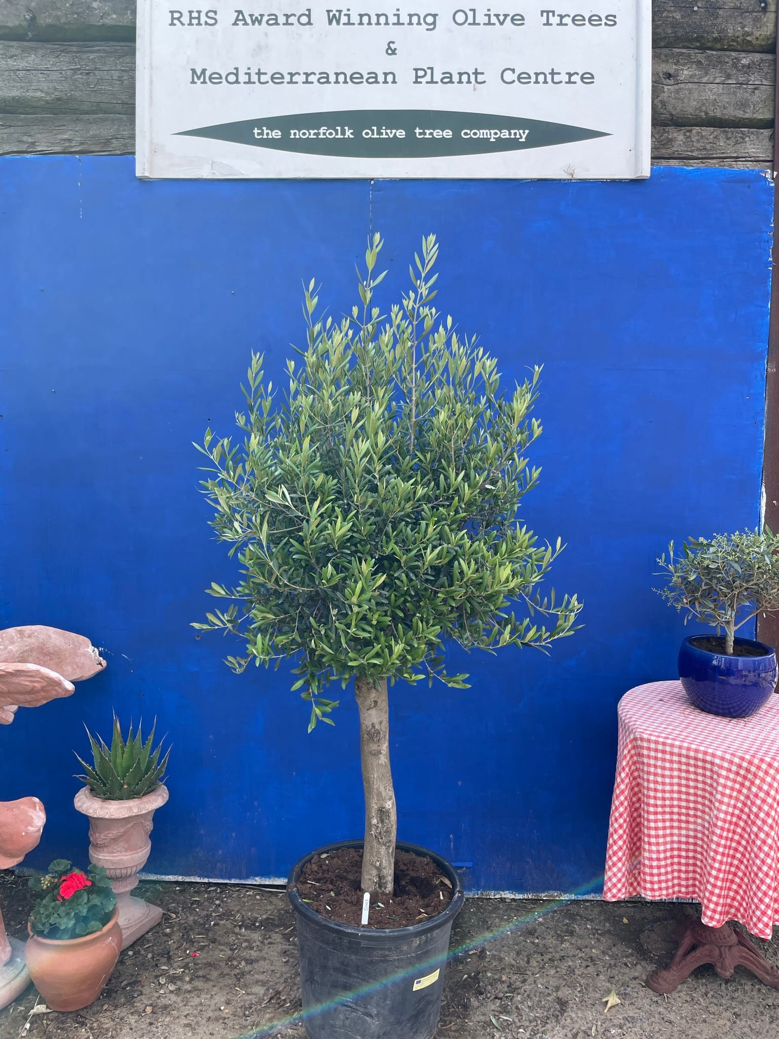 Patio Olive tree - free delivery - The Norfolk Olive Tree Company