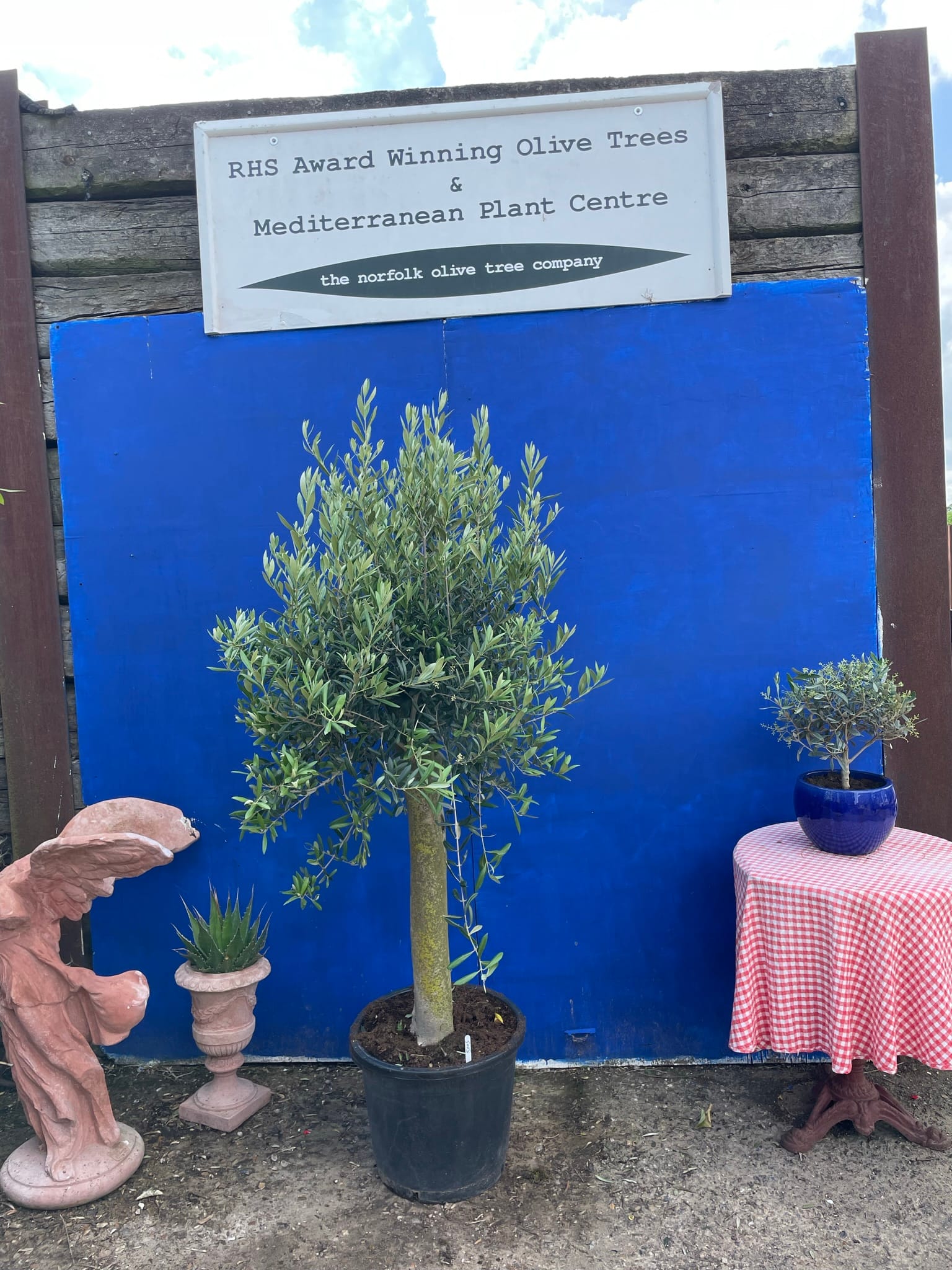 London Olive tree- free delivery. - The Norfolk Olive Tree Company