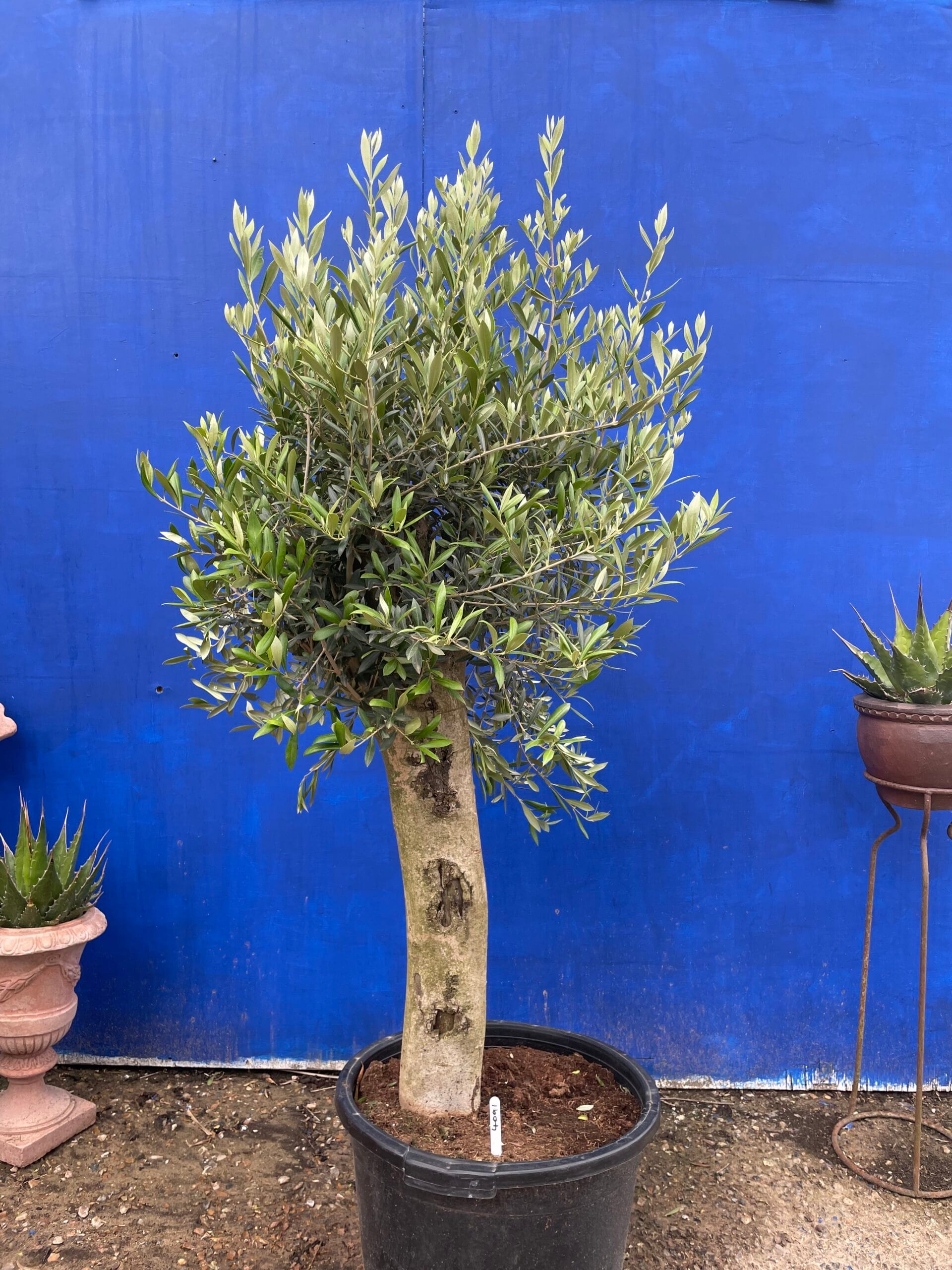 Chelsea Olive tree- free delivery - The Norfolk Olive Tree Company