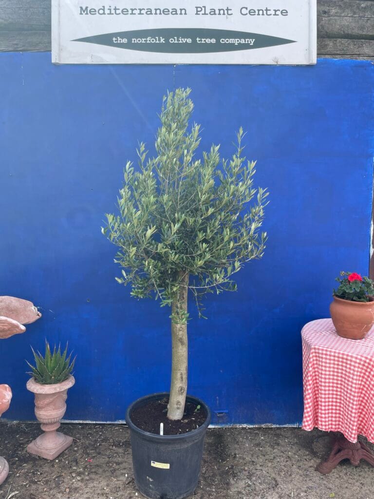 Courtyard Olive tree
