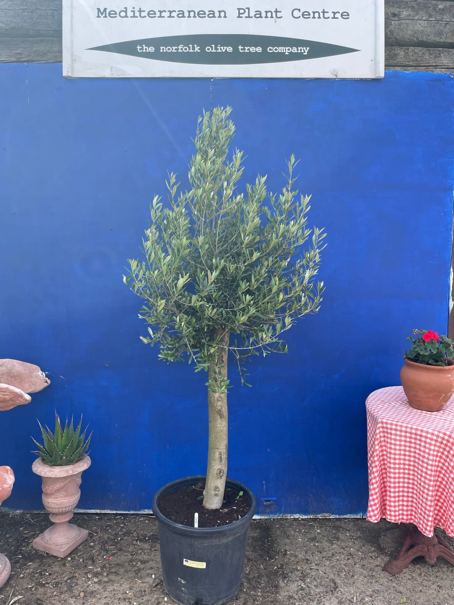 Courtyard Olive tree