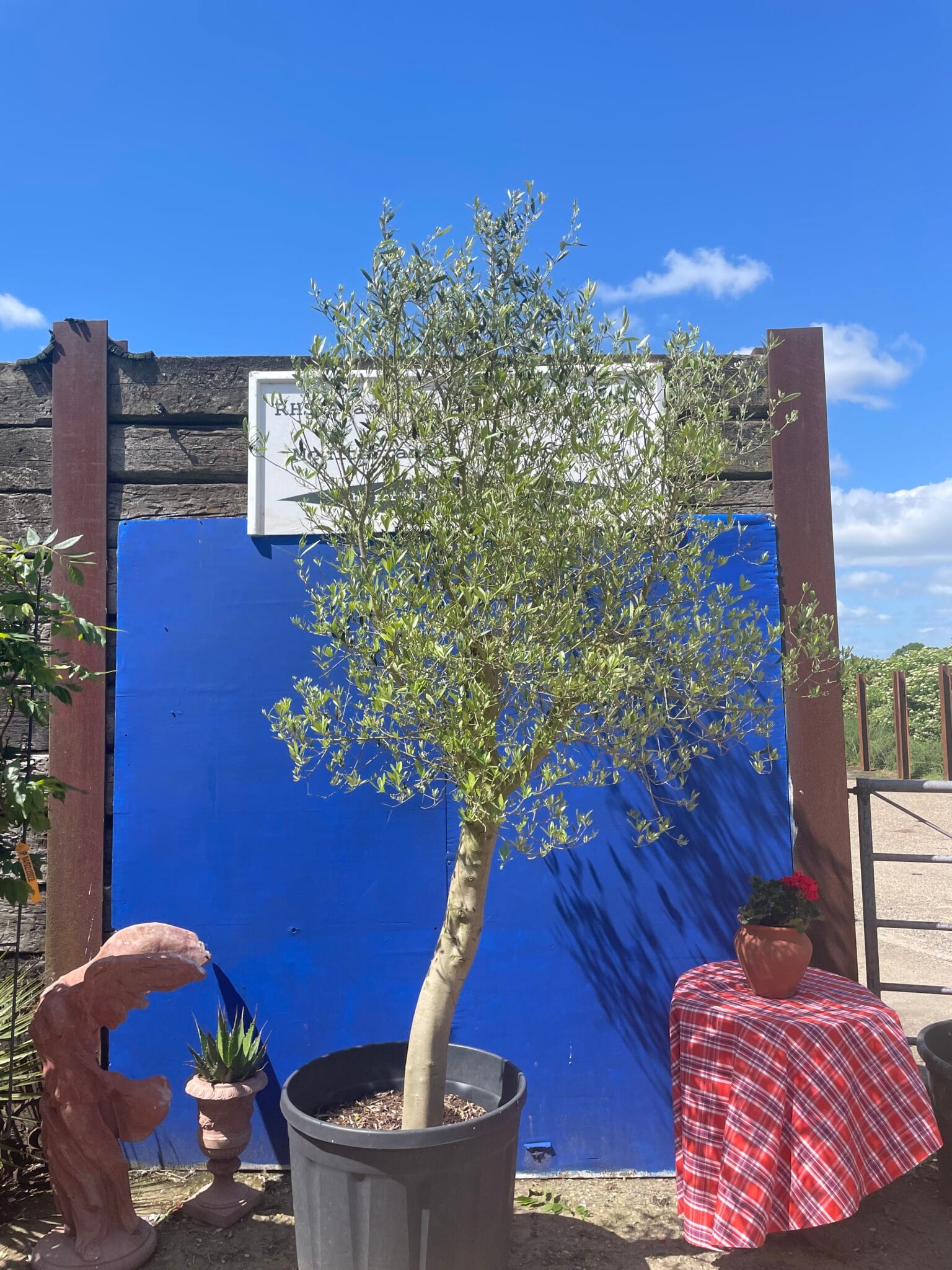 Multi stemmed Olive Tree - The Norfolk Olive Tree Company