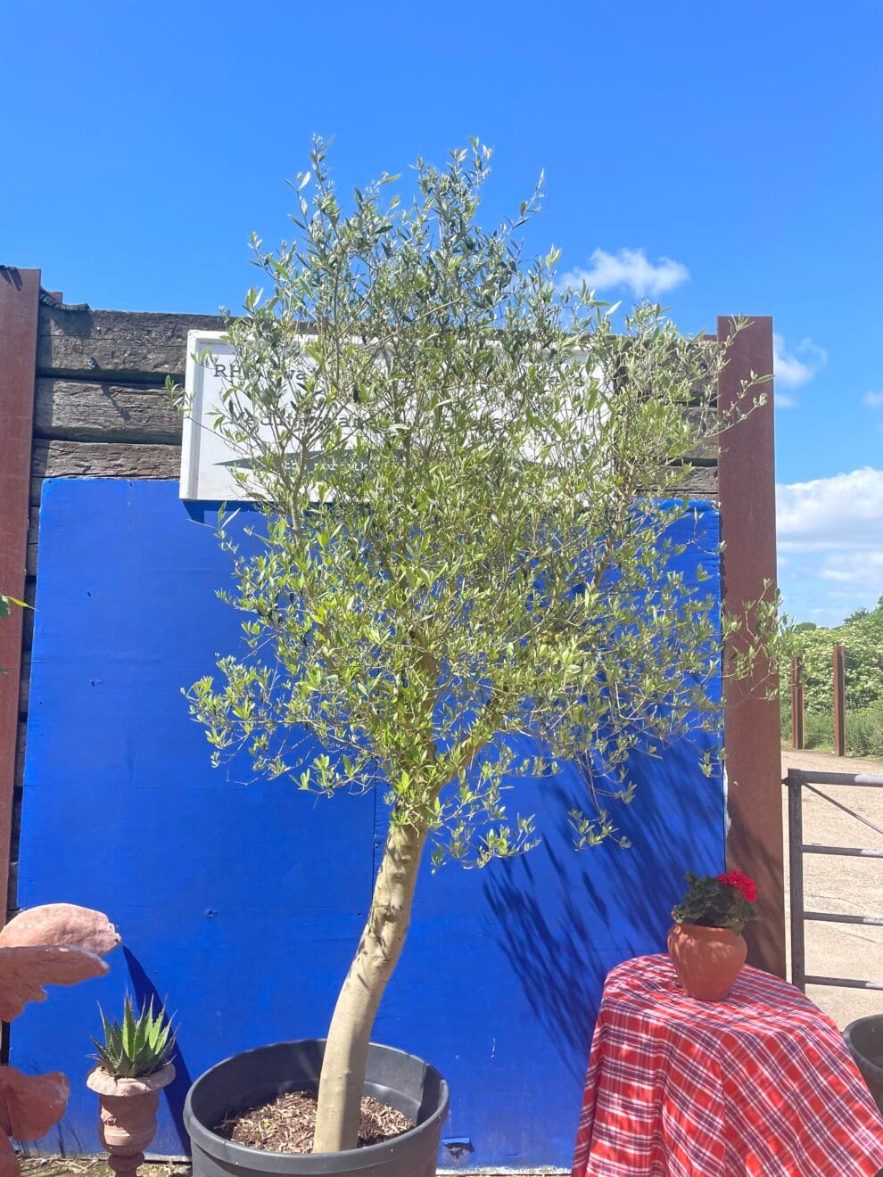 Multi stemmed Olive Tree - The Norfolk Olive Tree Company