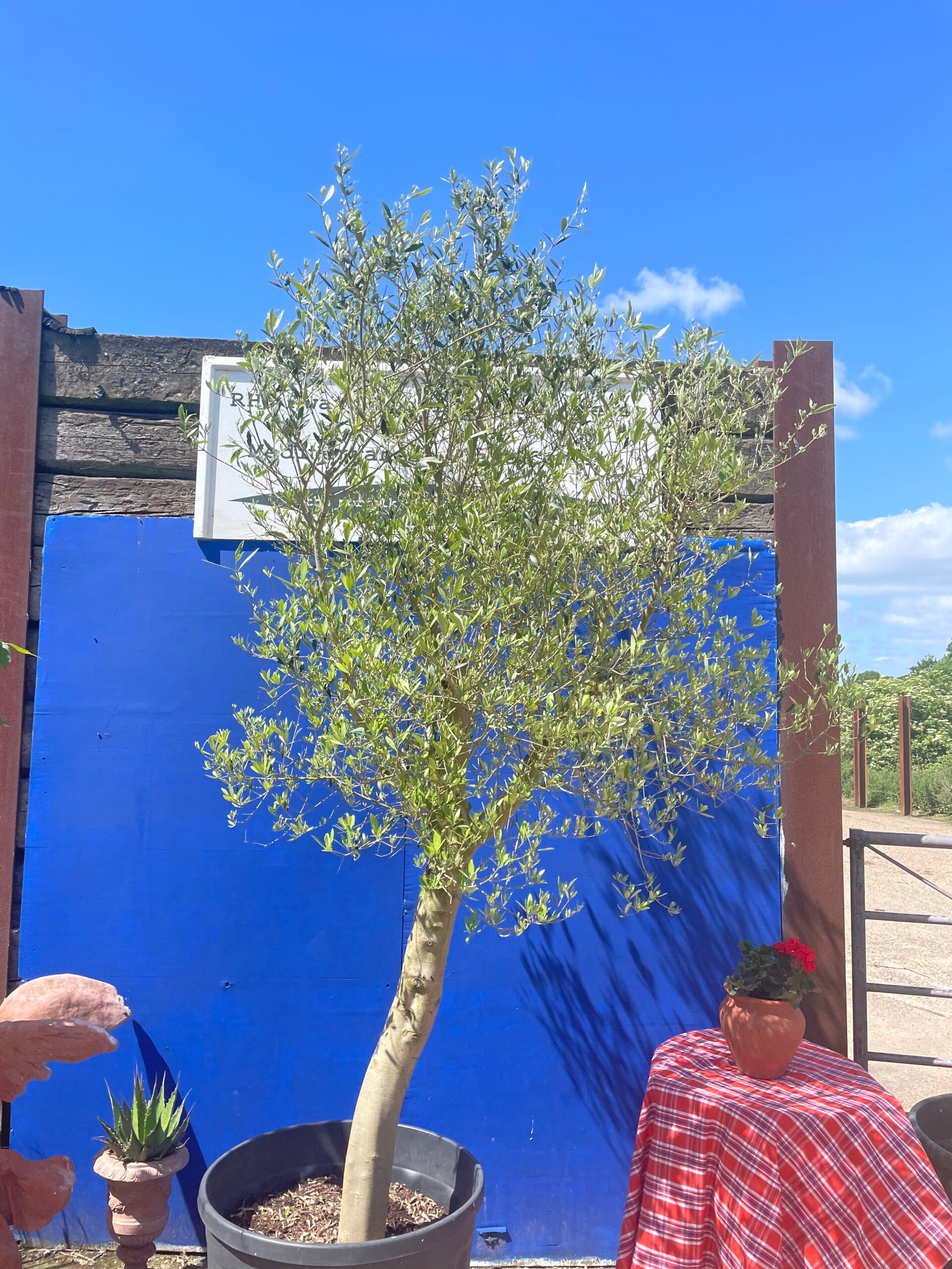 Multi stemmed Olive Tree - The Norfolk Olive Tree Company