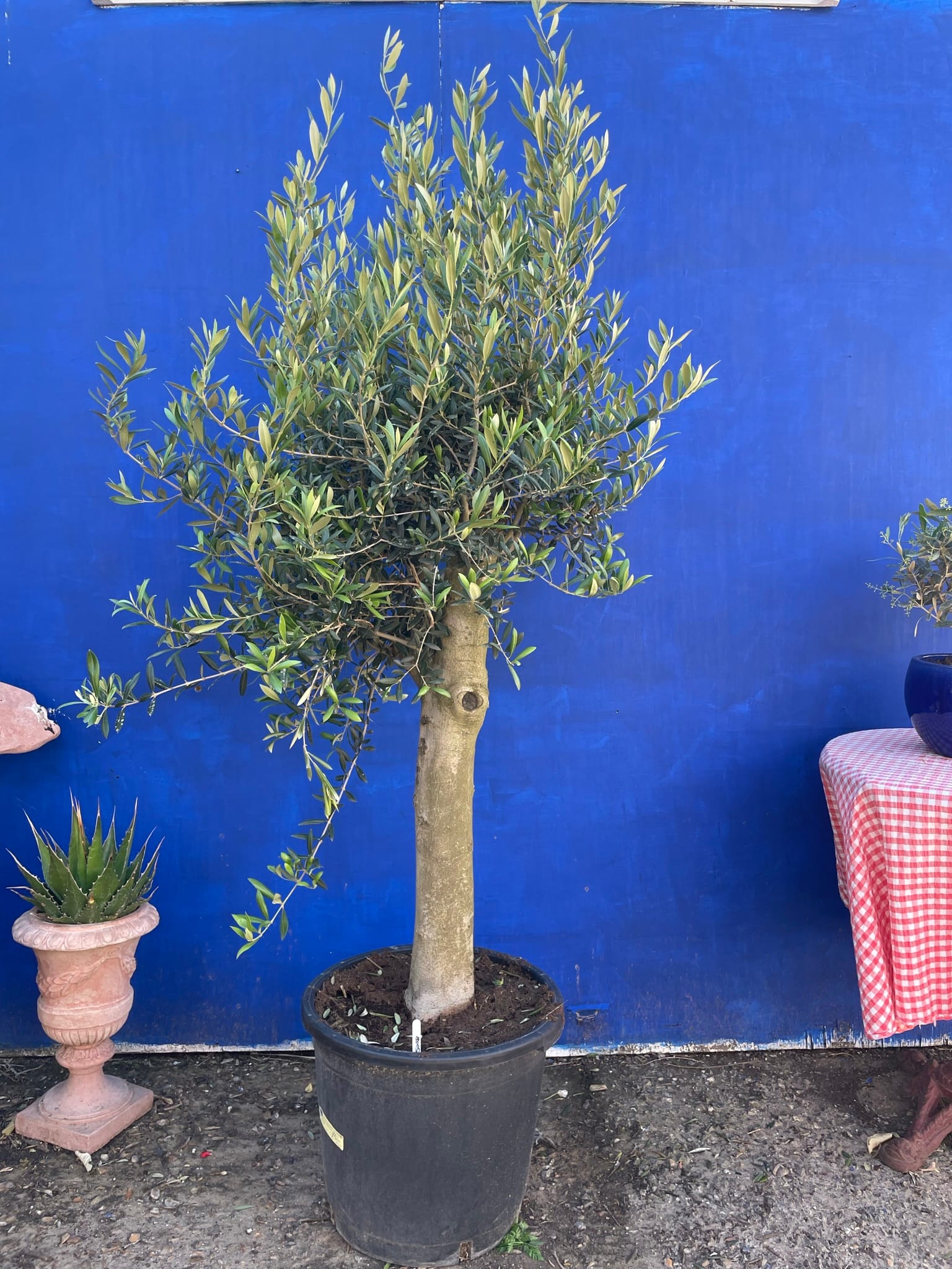 Fruiting Olive tree - free delivery. - The Norfolk Olive Tree Company