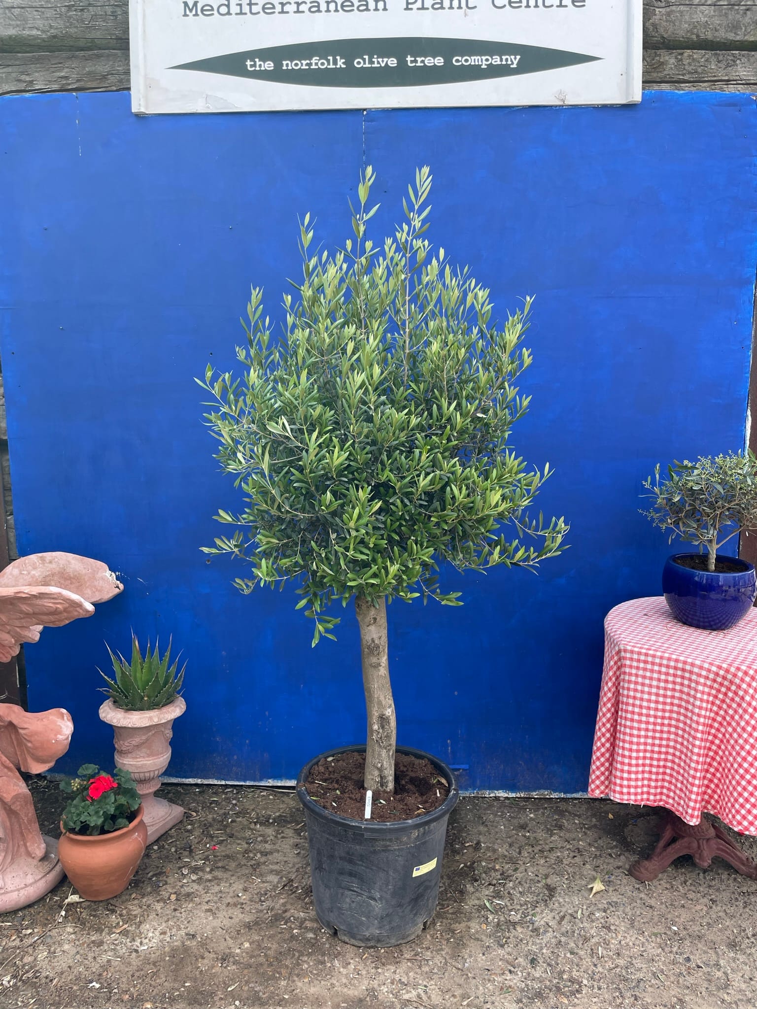 Patio Olive tree - free delivery - The Norfolk Olive Tree Company
