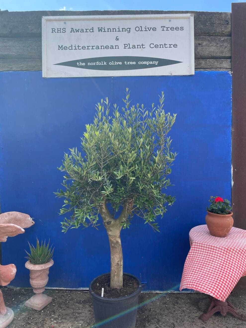 Tuscan pruned Olive Tree -free delivery - The Norfolk Olive Tree Company
