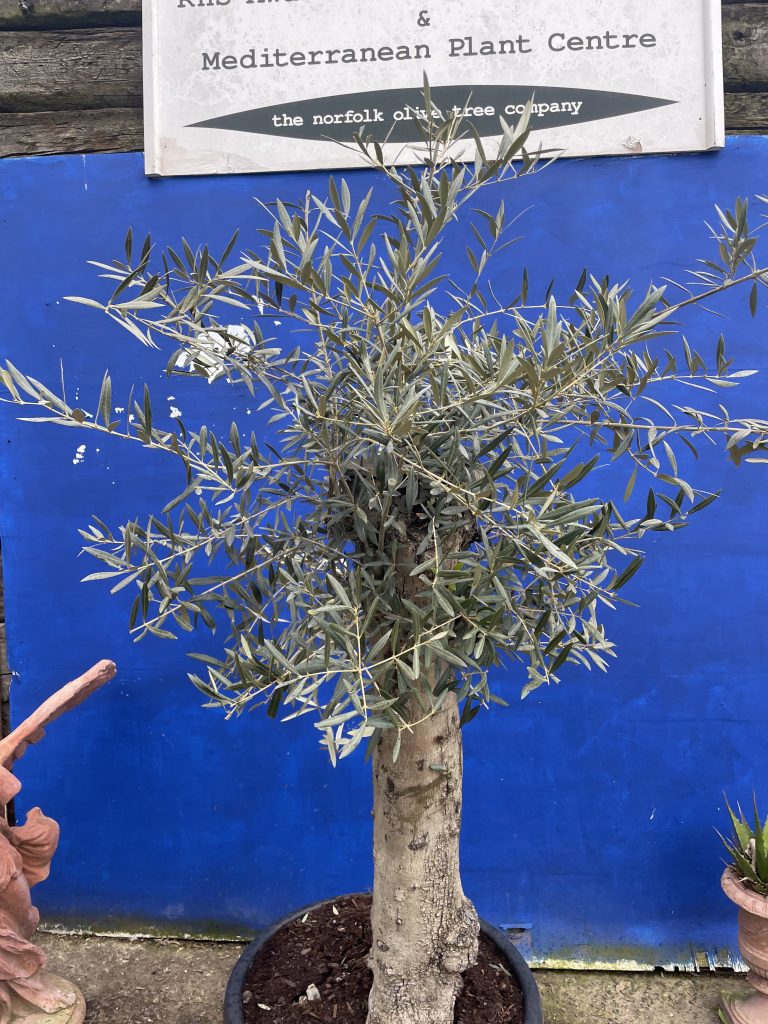 Gordal Olive tree - The Norfolk Olive Tree Company