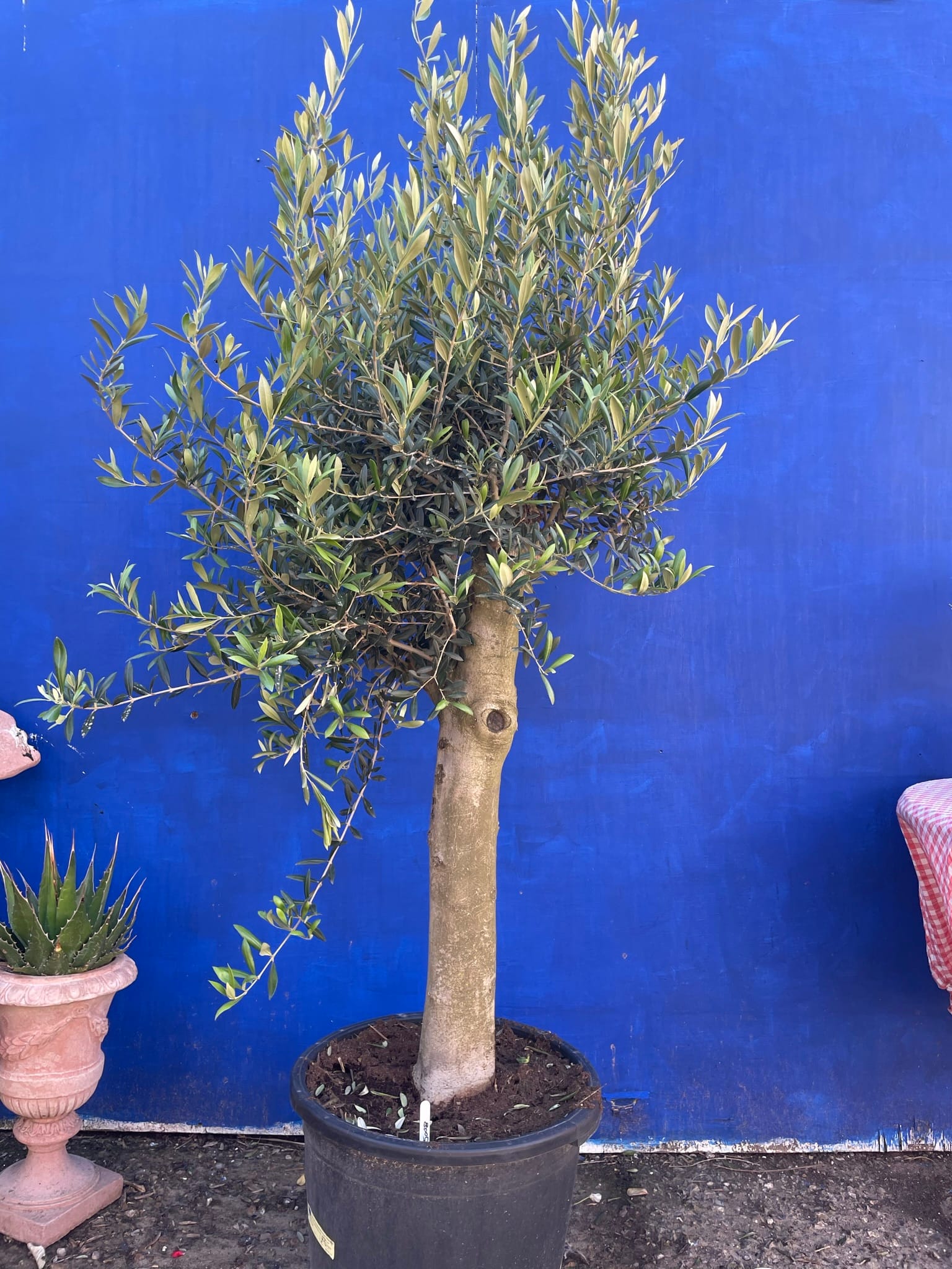 Fruiting Olive tree - free delivery. - The Norfolk Olive Tree Company