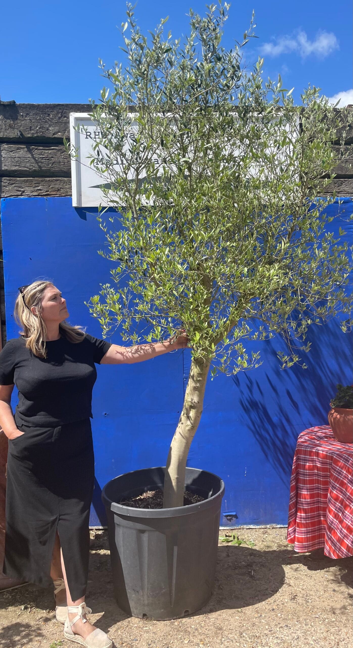 Multi stemmed Olive Tree - The Norfolk Olive Tree Company