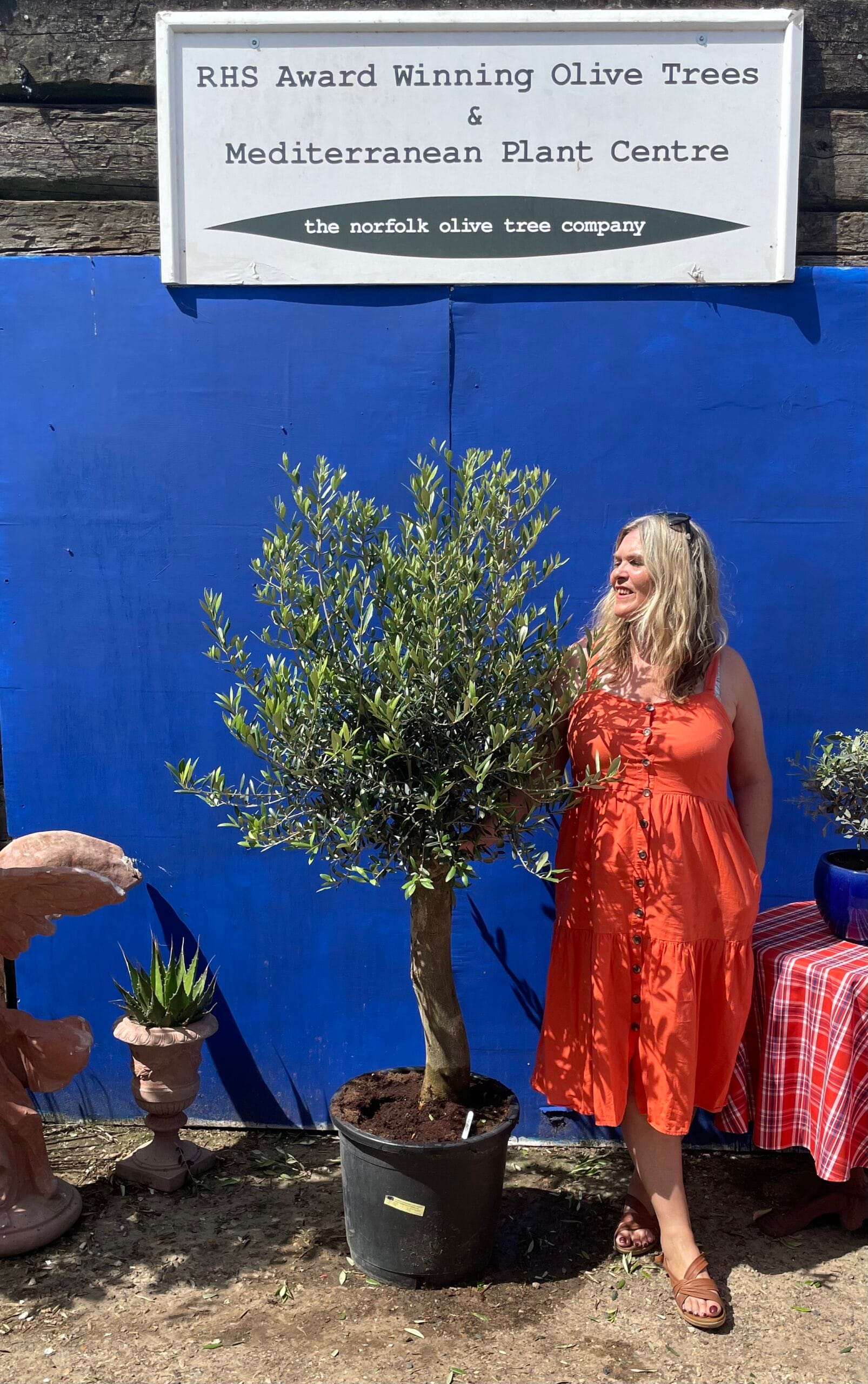 Patio Olive tree - free delivery - The Norfolk Olive Tree Company