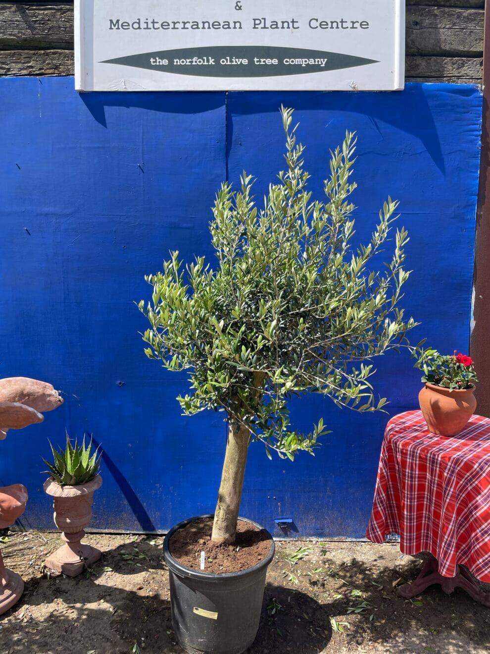 Courtyard Olive tree
