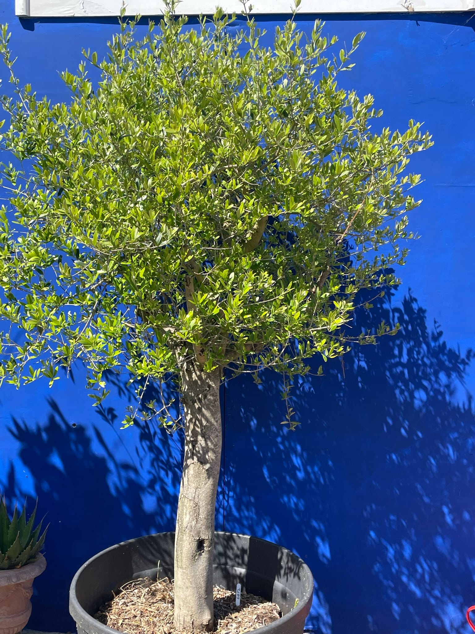 Olive tree sale- ‘Arbequina’ variety - The Norfolk Olive Tree Company