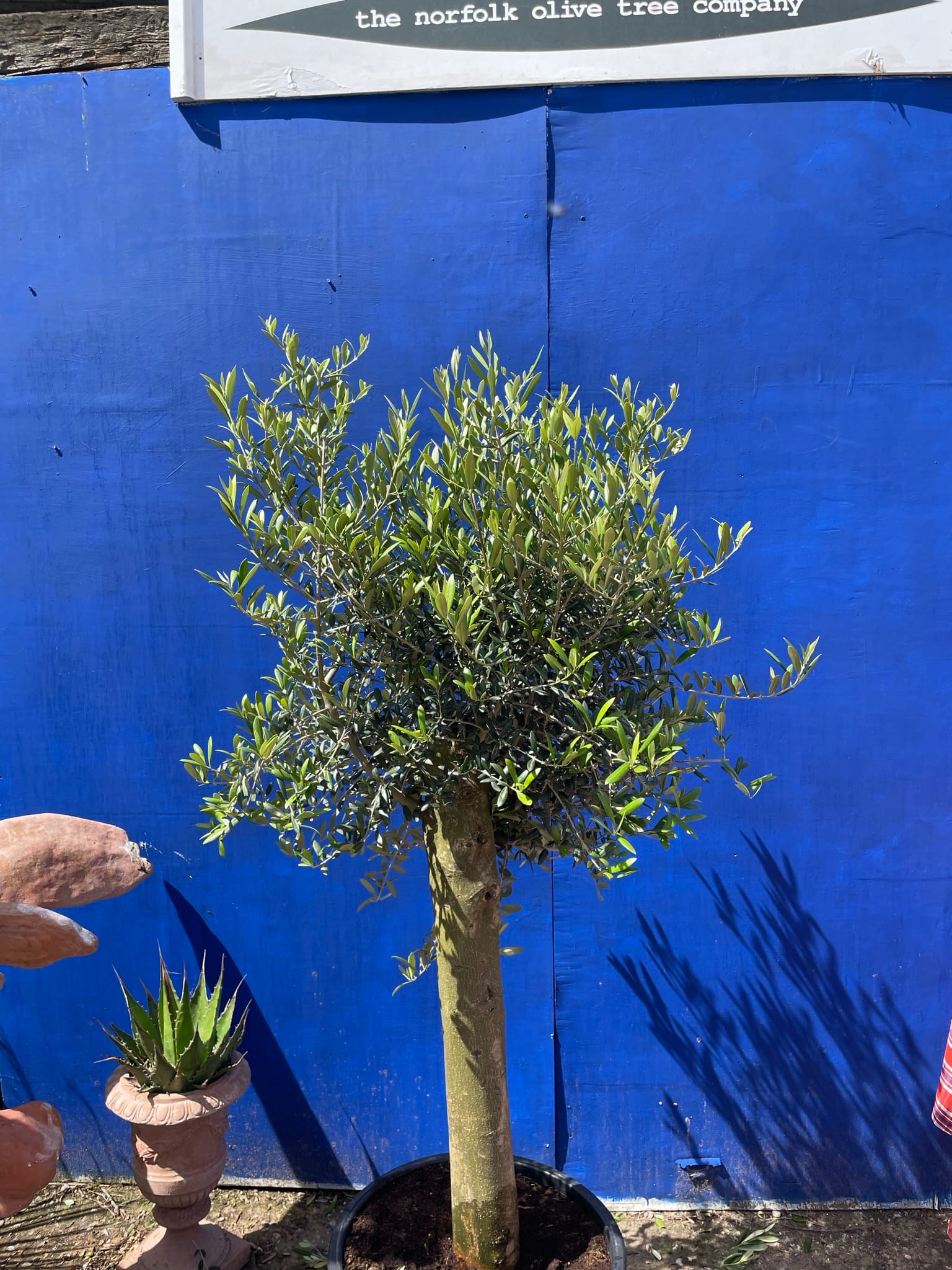 Courtyard Olive tree