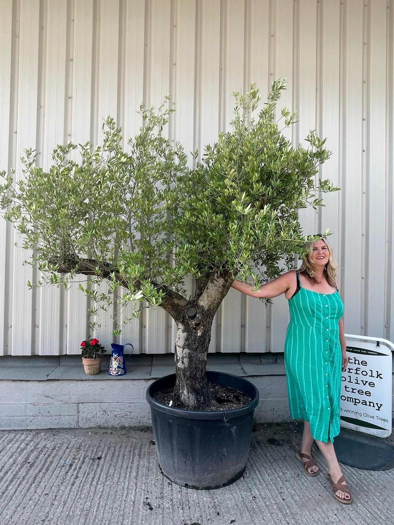 Tuscan pruned Olive tree - The Norfolk Olive Tree Company