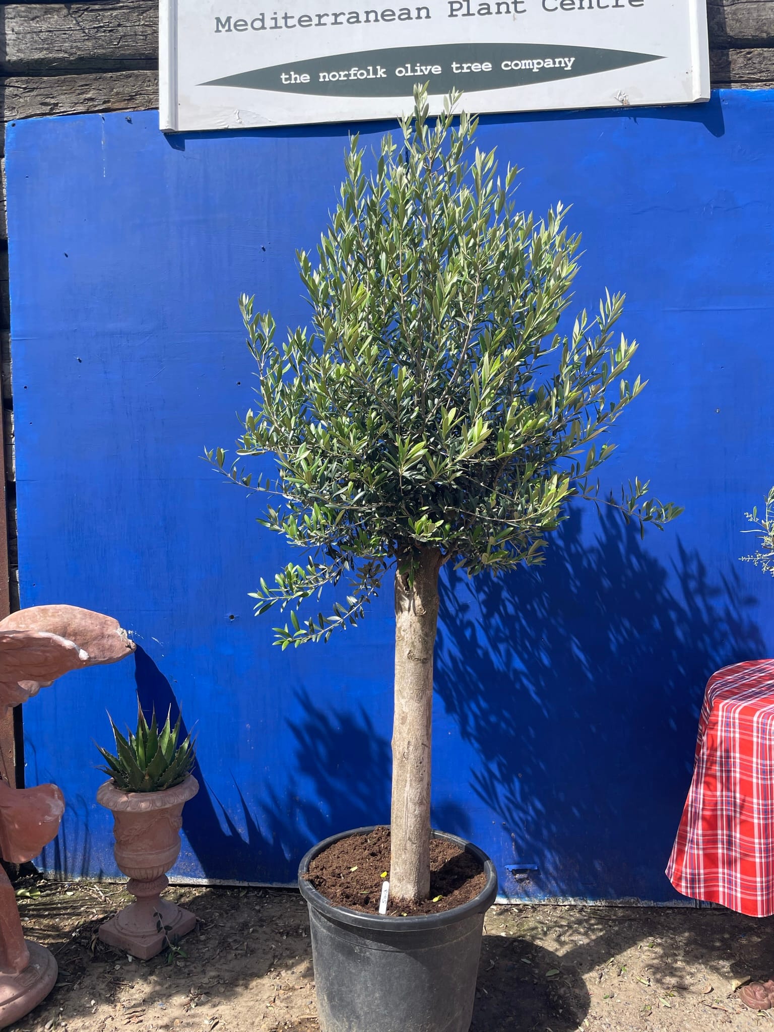 Patio Olive tree - free delivery - The Norfolk Olive Tree Company