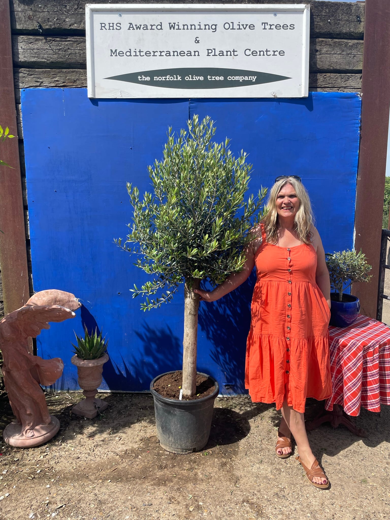 Patio Olive tree - free delivery - The Norfolk Olive Tree Company