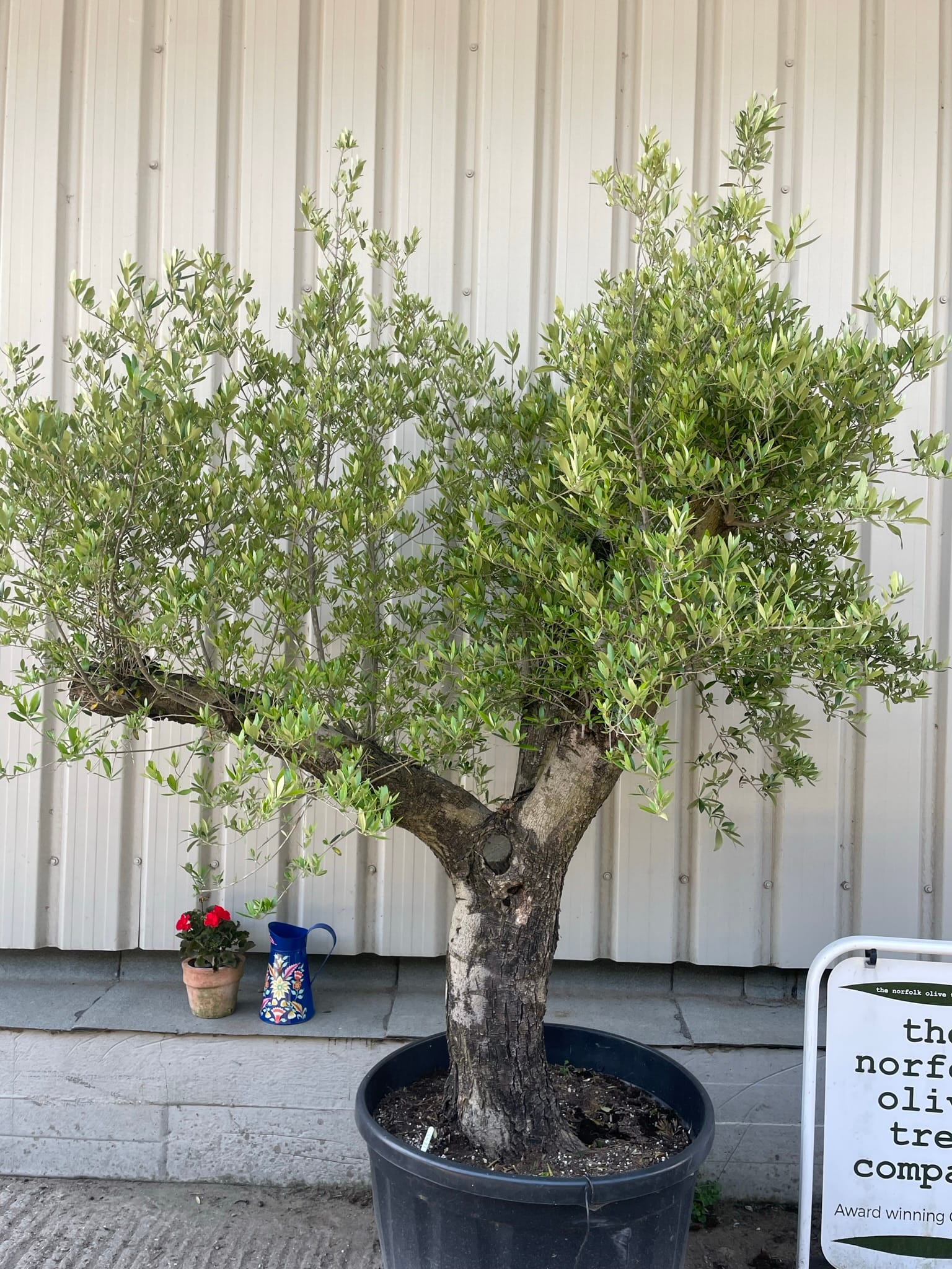 Tuscan pruned Olive tree - The Norfolk Olive Tree Company