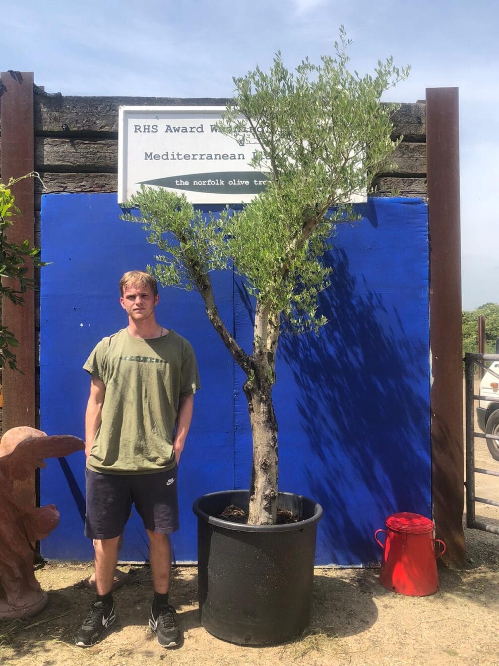 Tuscan pruned Olive tree - The Norfolk Olive Tree Company