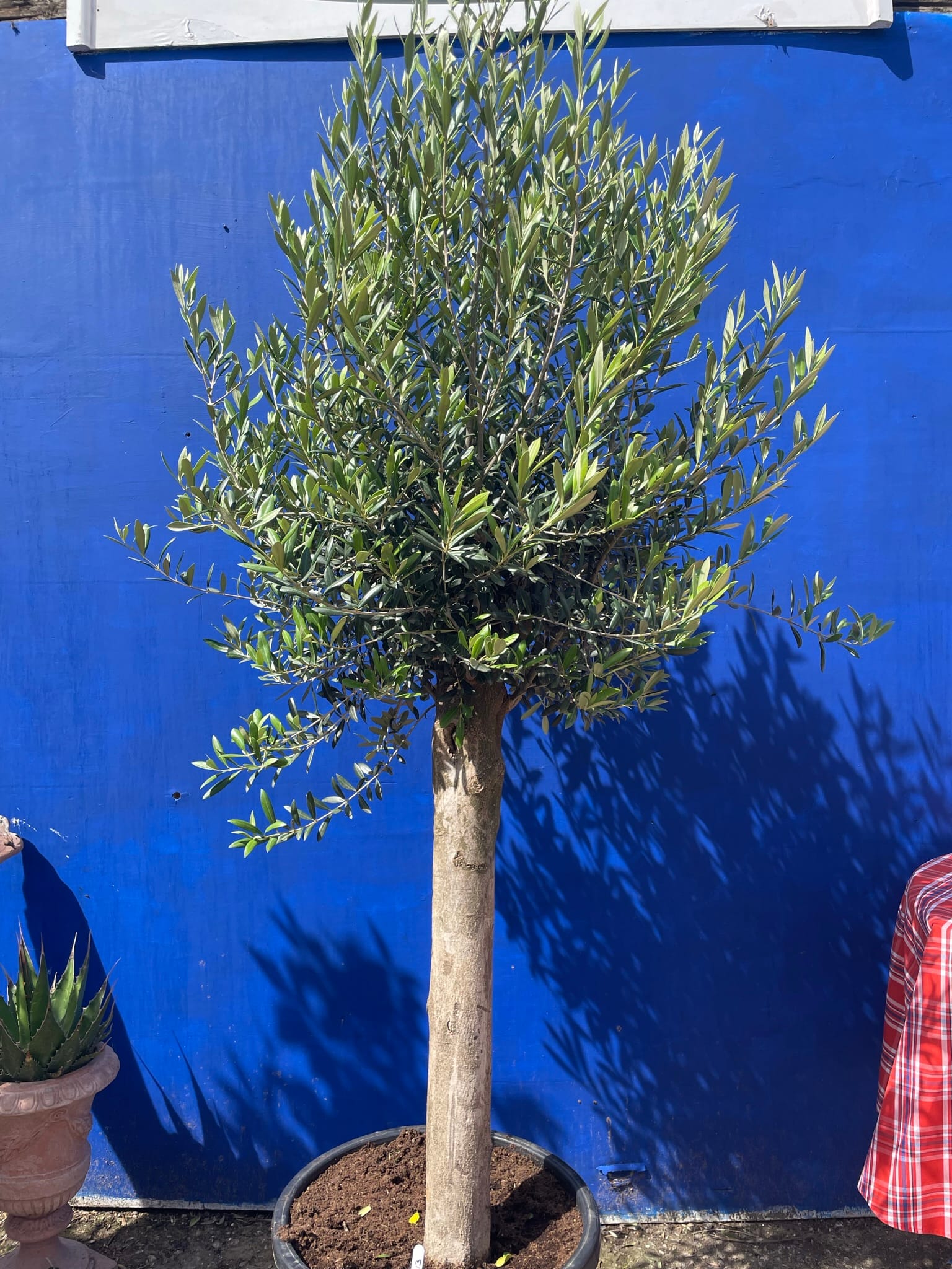 Patio Olive tree - free delivery - The Norfolk Olive Tree Company