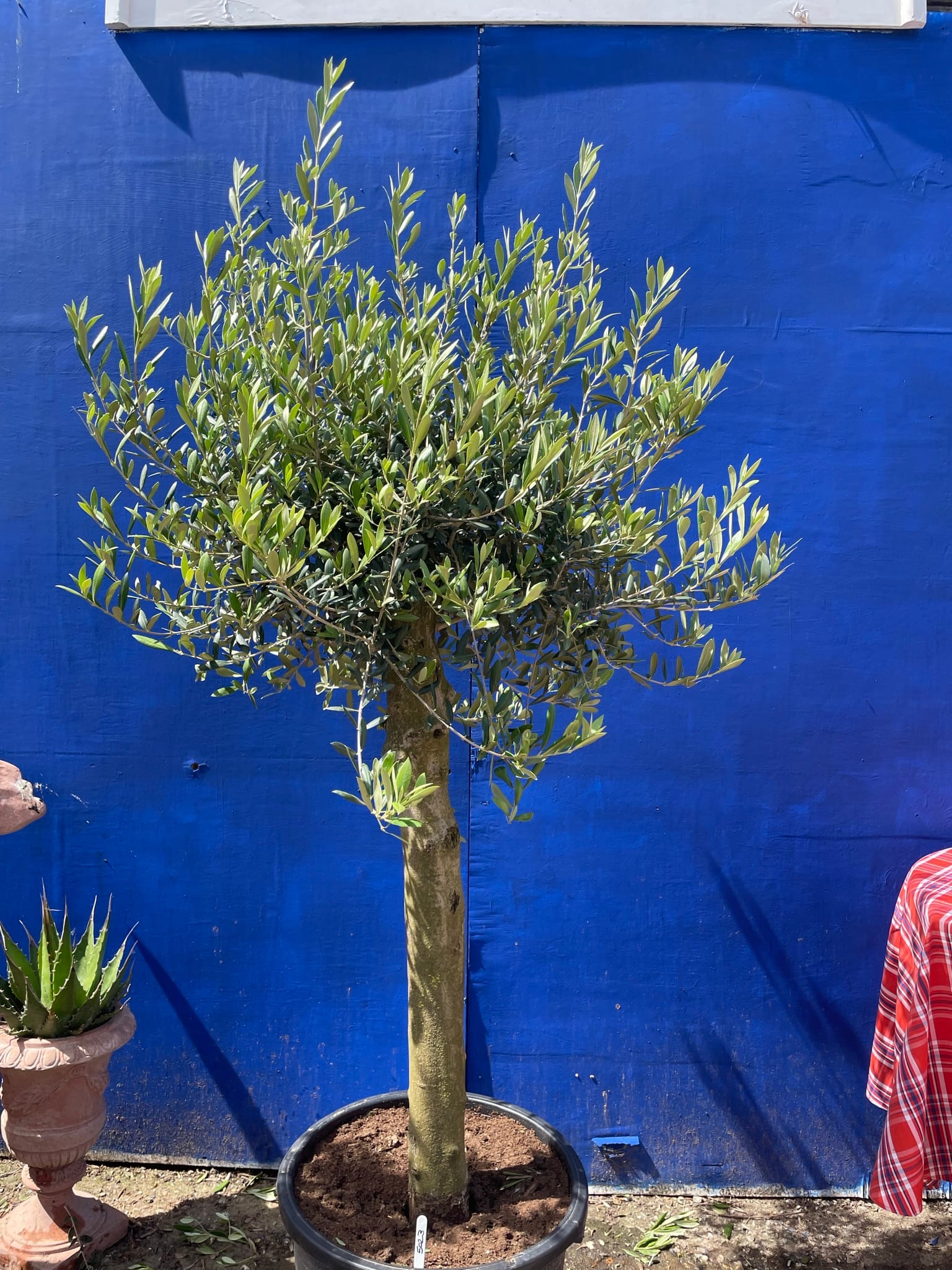 Arbequina Olive tree- free delivery. - The Norfolk Olive Tree Company