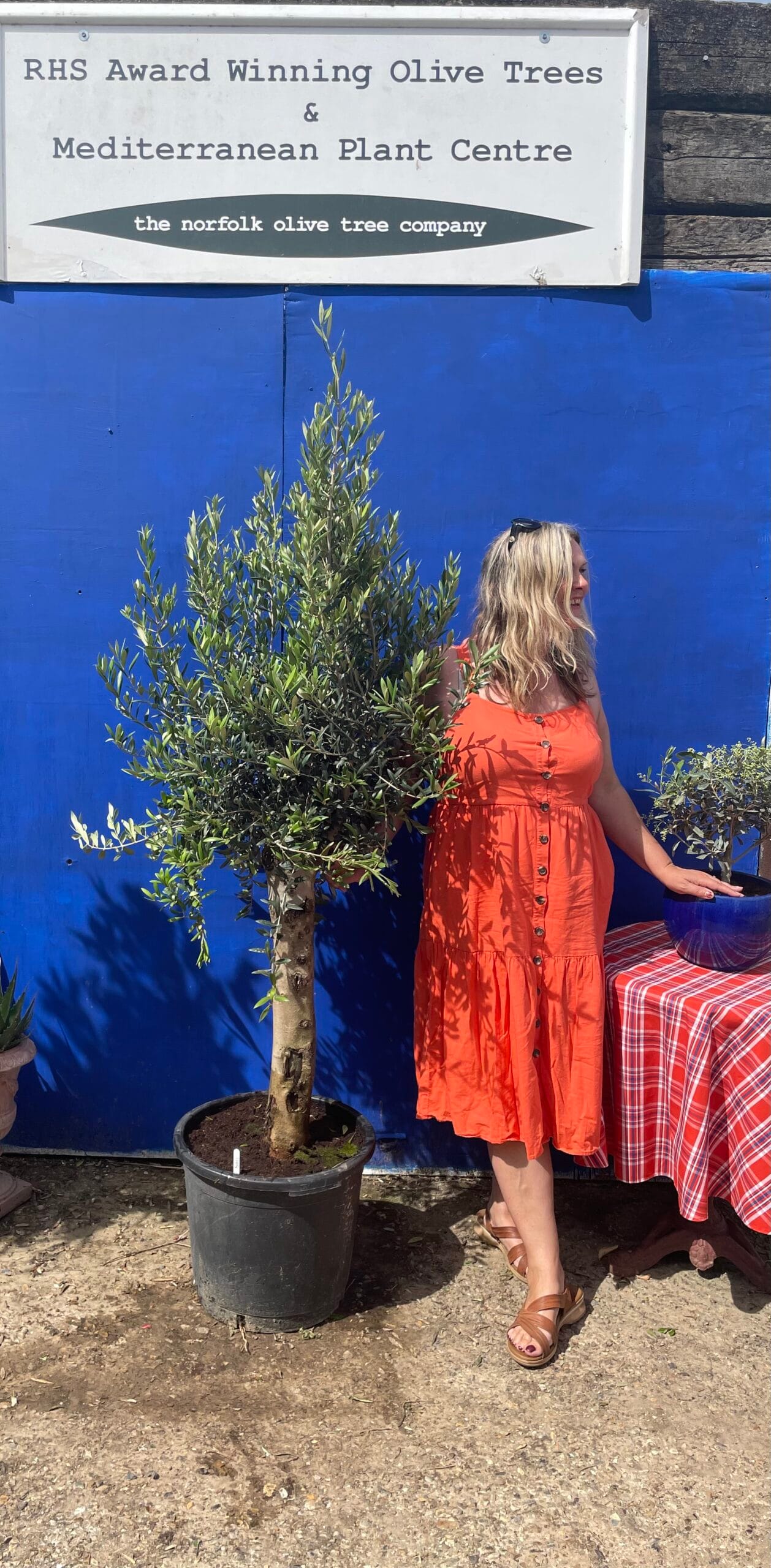 Patio Olive tree - free delivery - The Norfolk Olive Tree Company