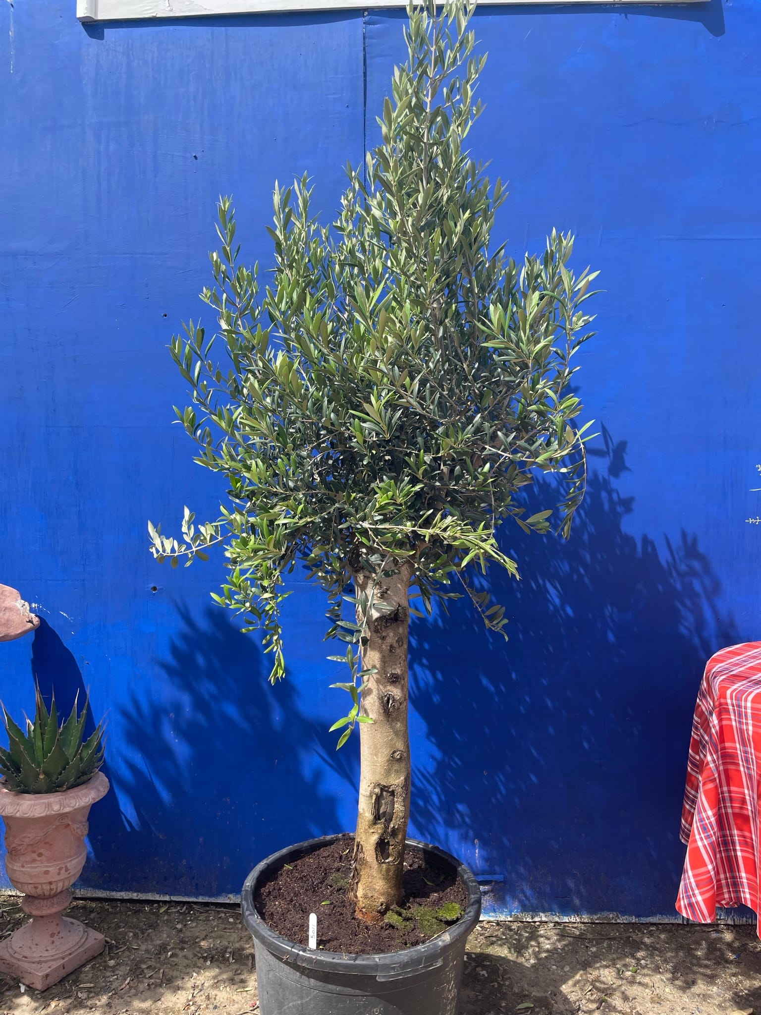 Patio Olive tree - free delivery - The Norfolk Olive Tree Company