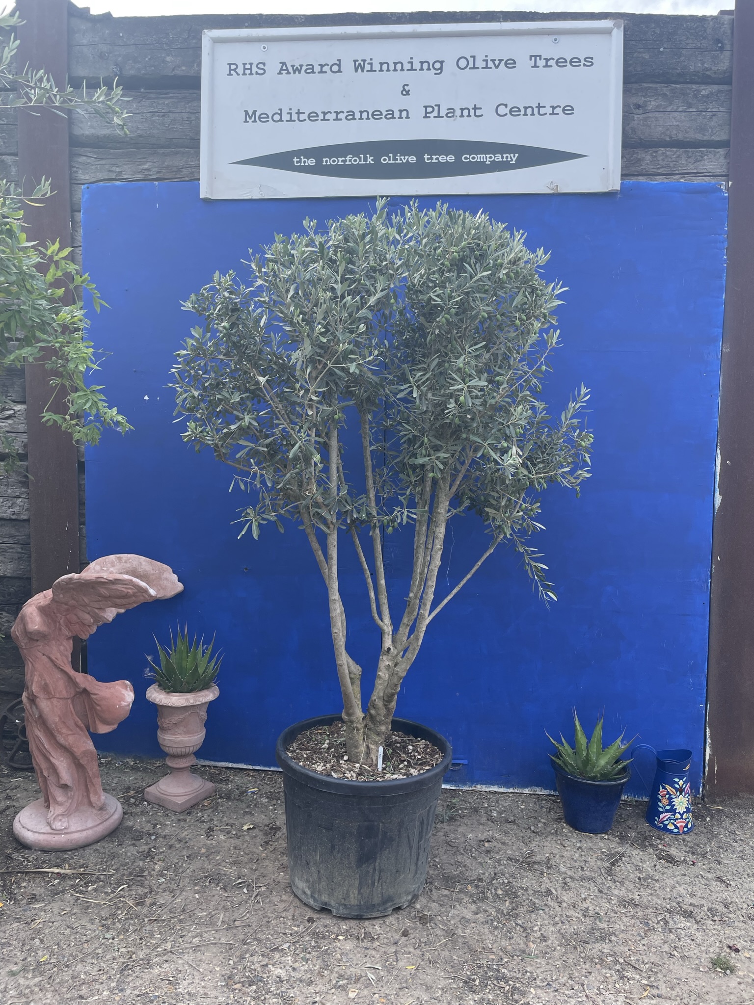 Multi stemmed Olive Tree - The Norfolk Olive Tree Company