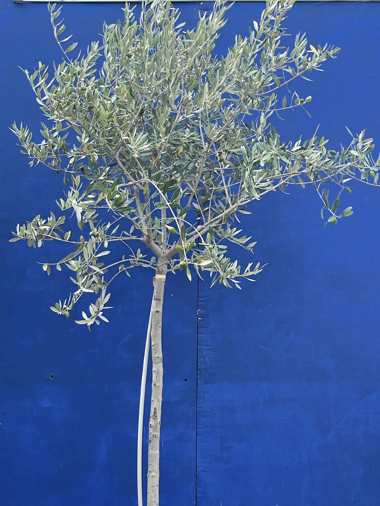 Tuscan Olive tree free delivery - The Norfolk Olive Tree Company