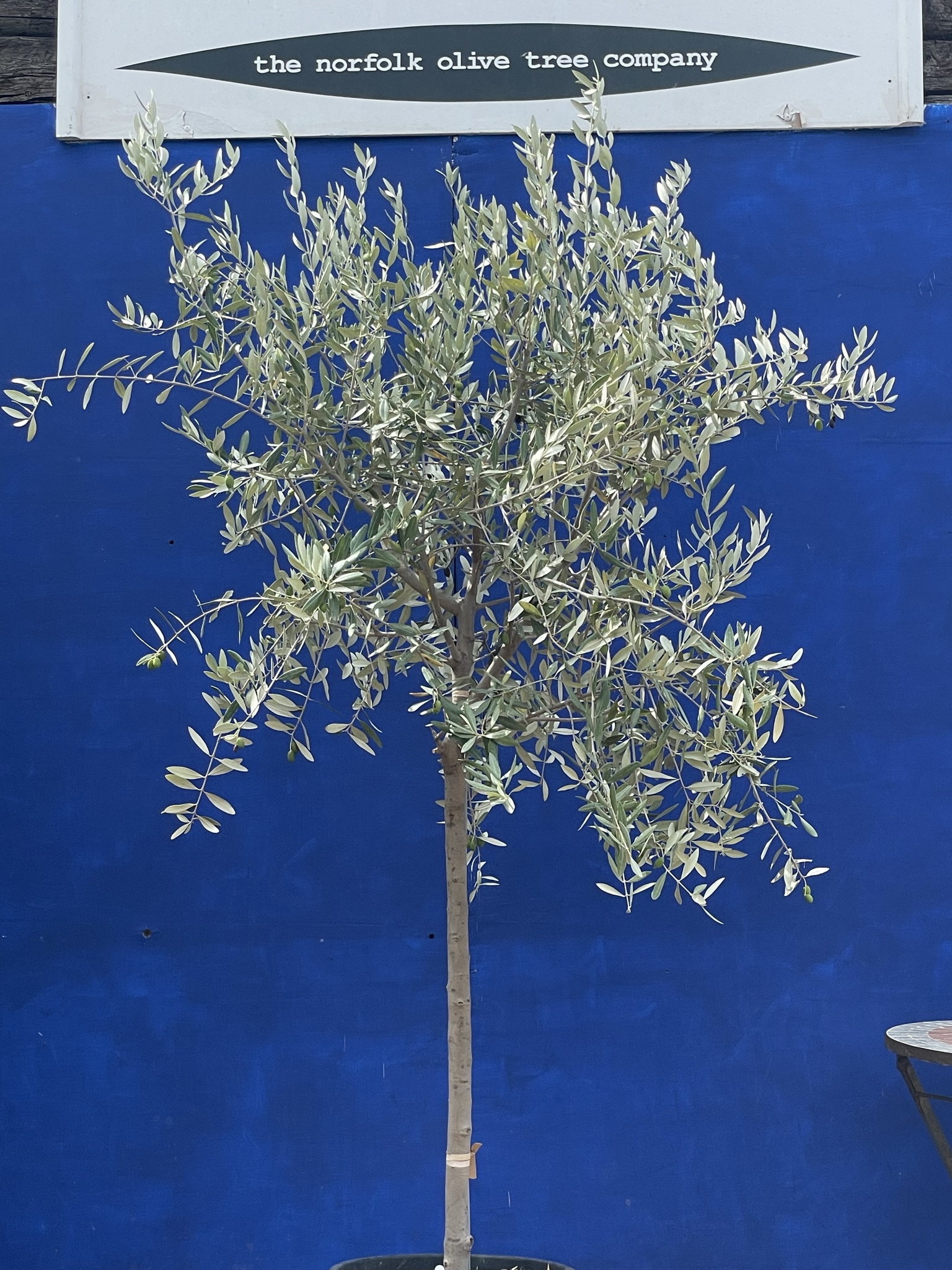 Tuscan Olive tree free delivery - The Norfolk Olive Tree Company