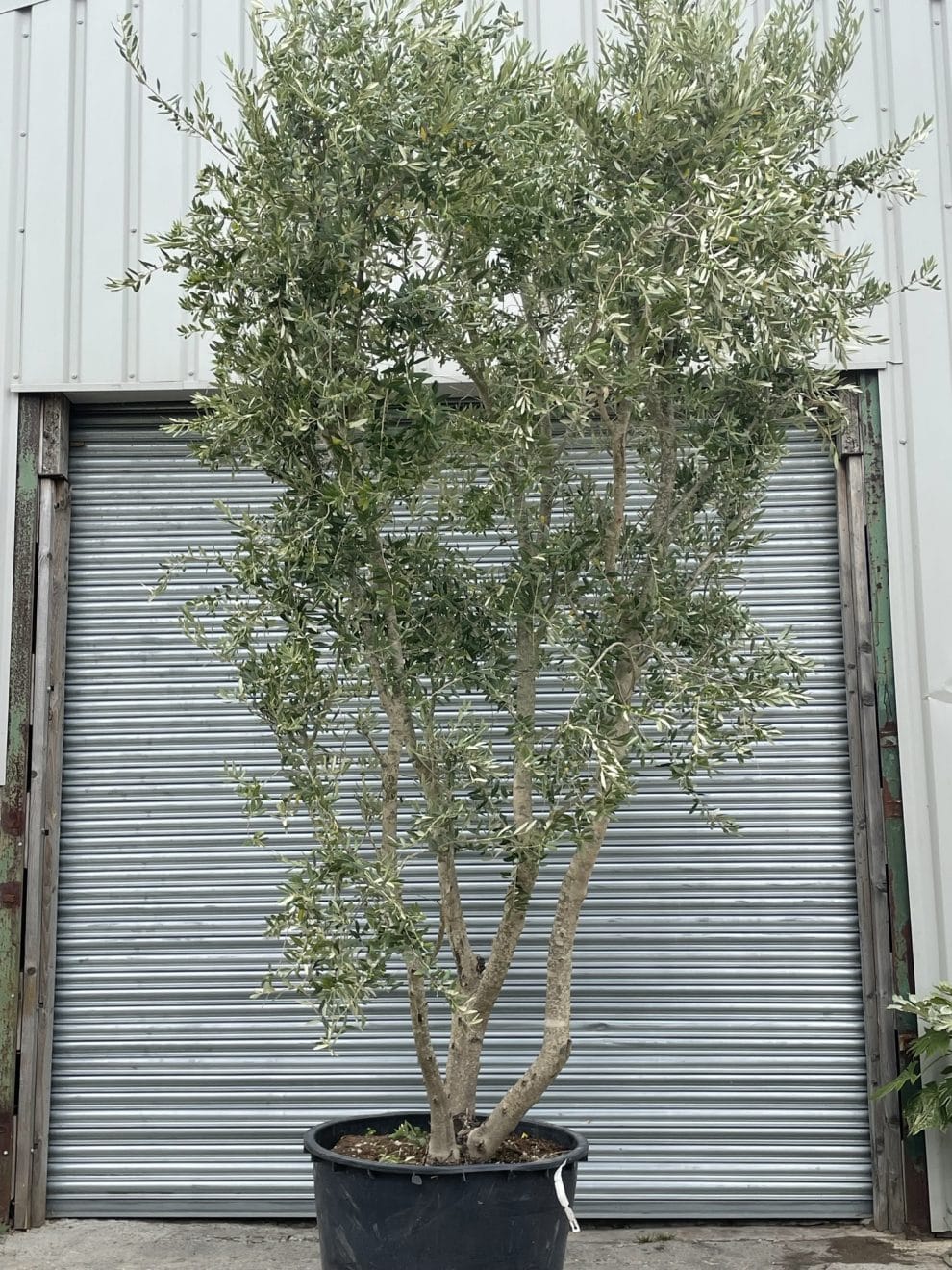 Multi-stem screening olive tree - The Norfolk Olive Tree Company