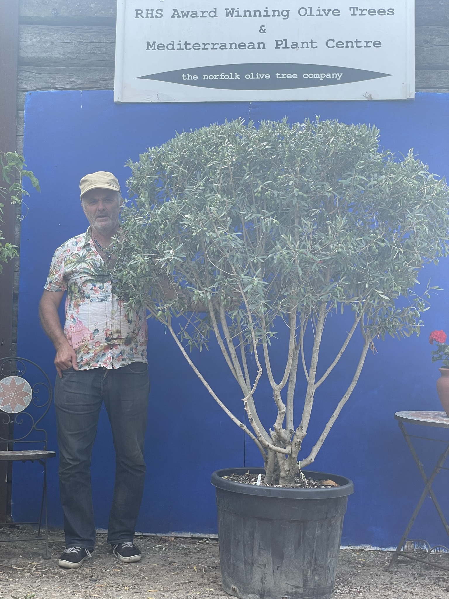 Multi stemmed Olive Tree - The Norfolk Olive Tree Company