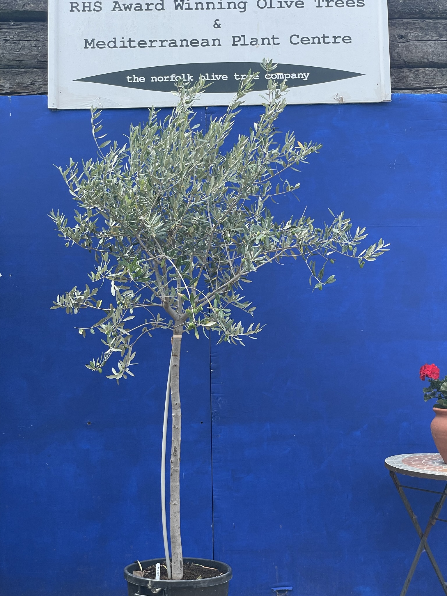 Tuscan Olive tree free delivery - The Norfolk Olive Tree Company