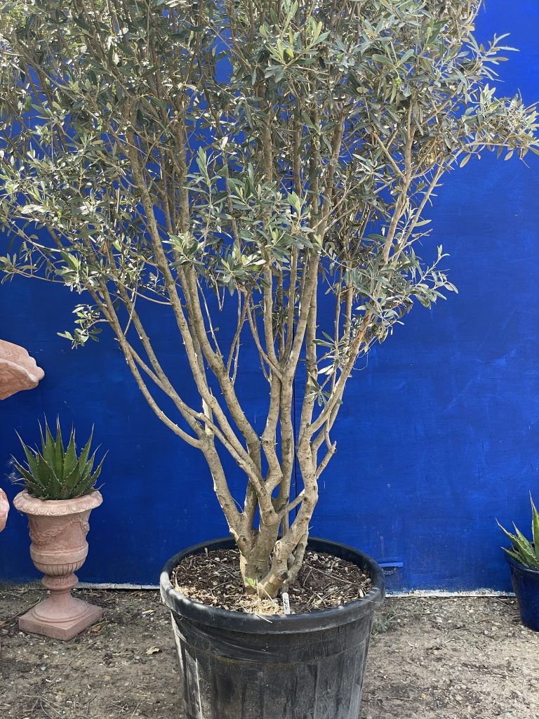 Multi stemmed Olive Tree - The Norfolk Olive Tree Company