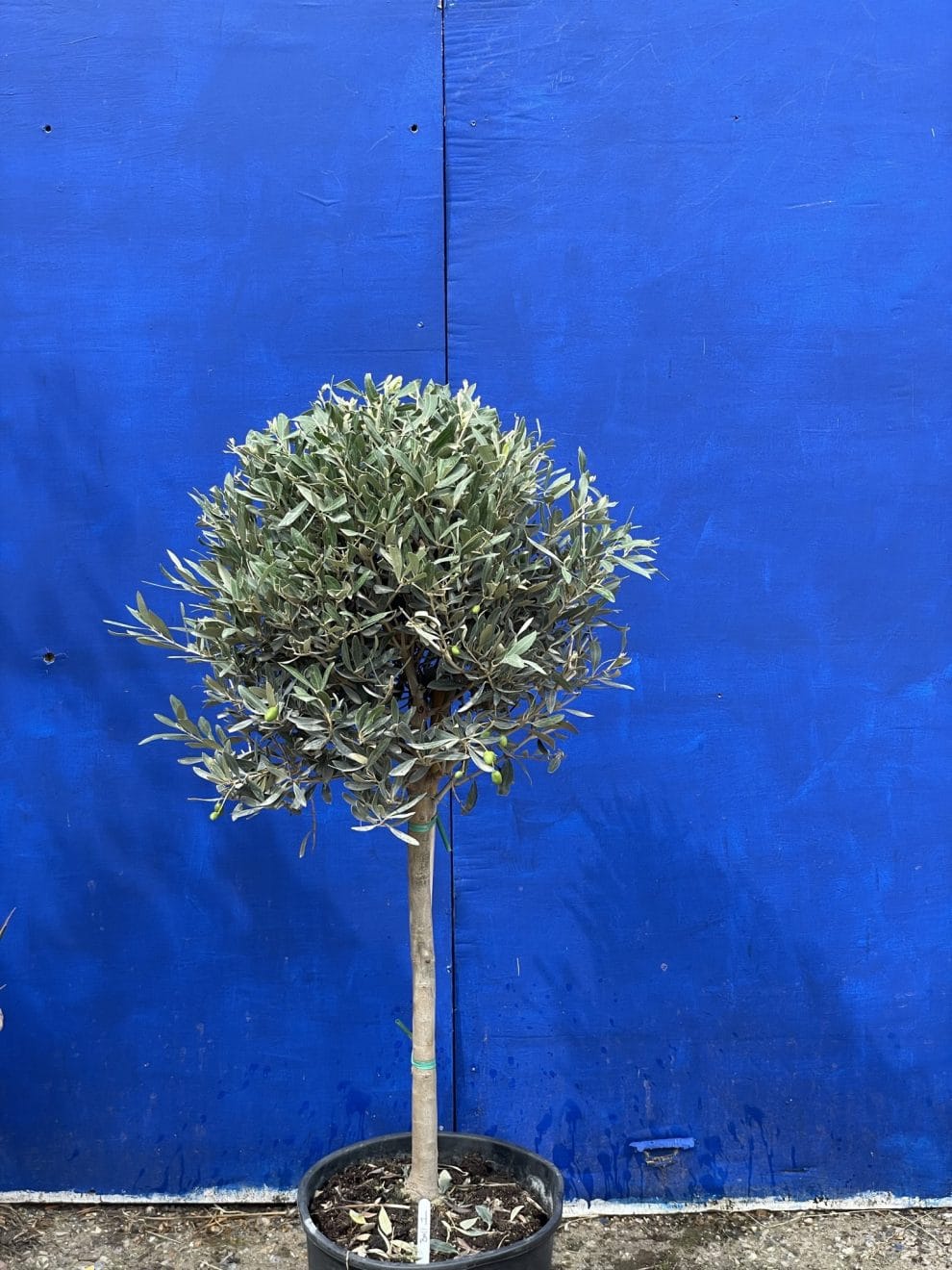 1/2 Standard olive tree. Free delivery. - The Norfolk Olive Tree Company