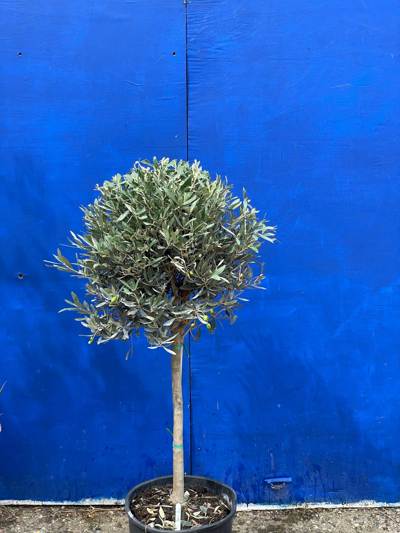 1/2 Standard olive tree. Free delivery. - The Norfolk Olive Tree Company